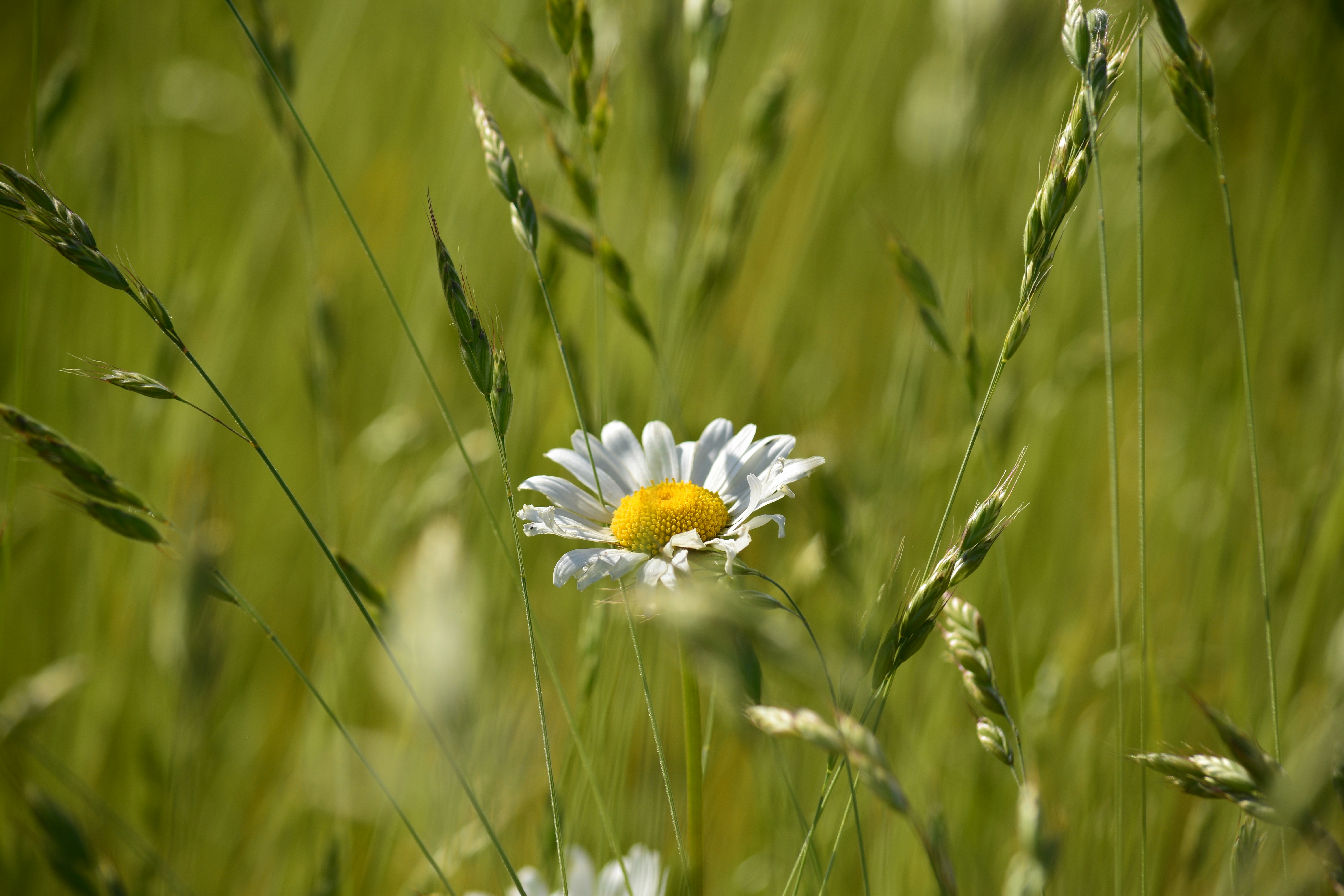 A single daisy sitting in a field of tall grass photo – Free Flower ...