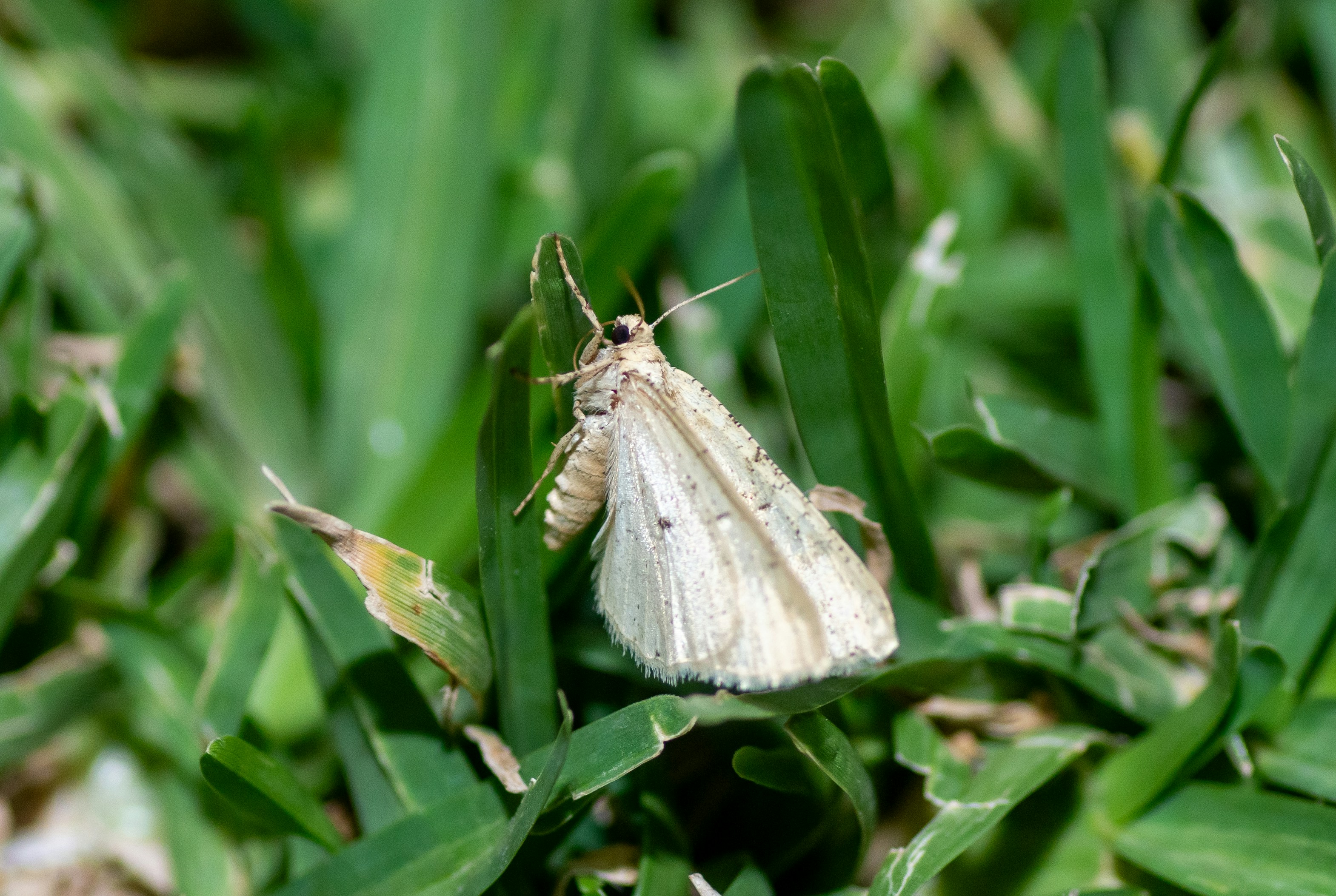 Dusty White Moth on Emerald Grass: Quiet Macro Moment