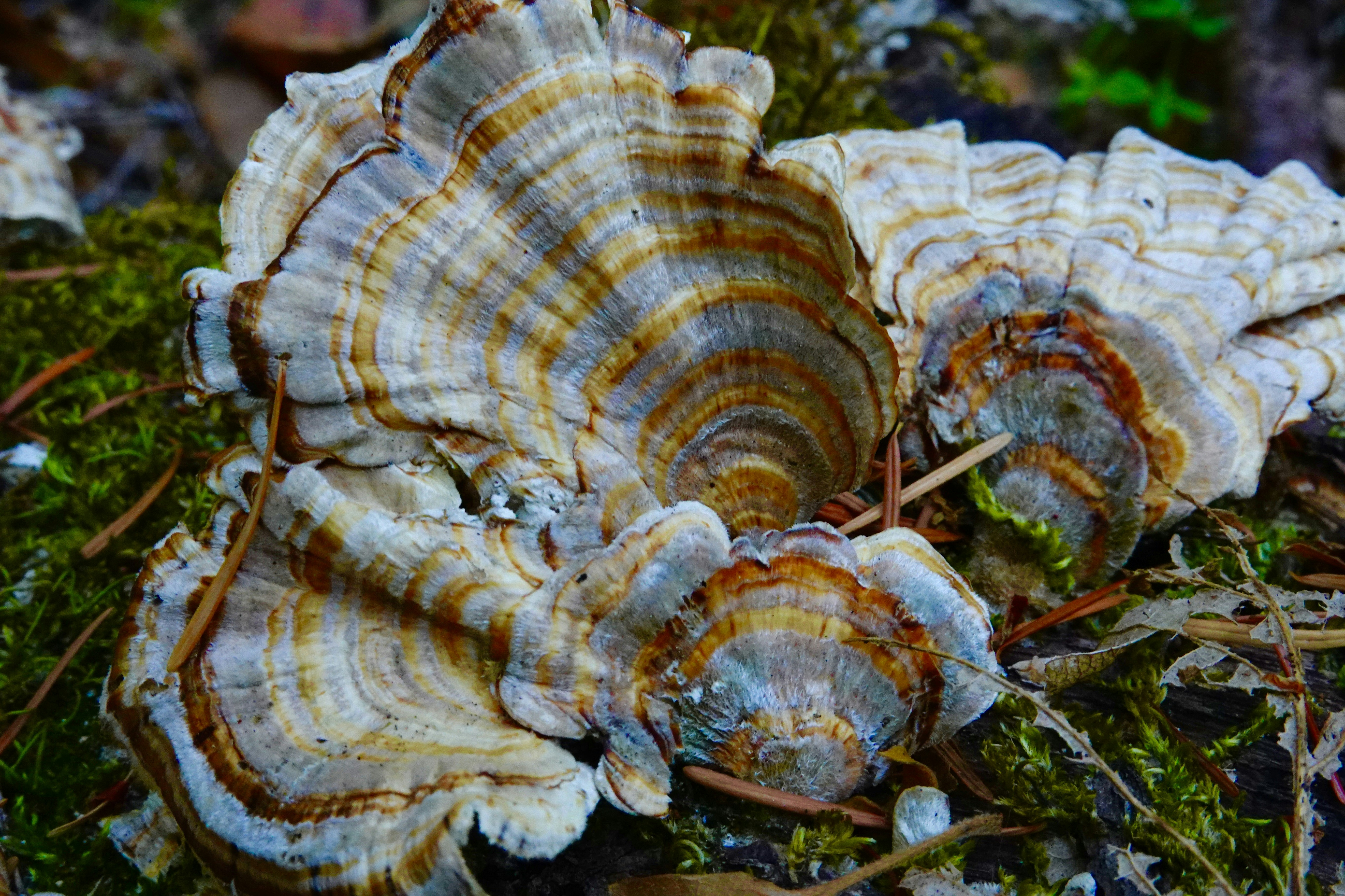 Mushrooms on Sonoma, CA | A close up of a bunch of shells on the ground
