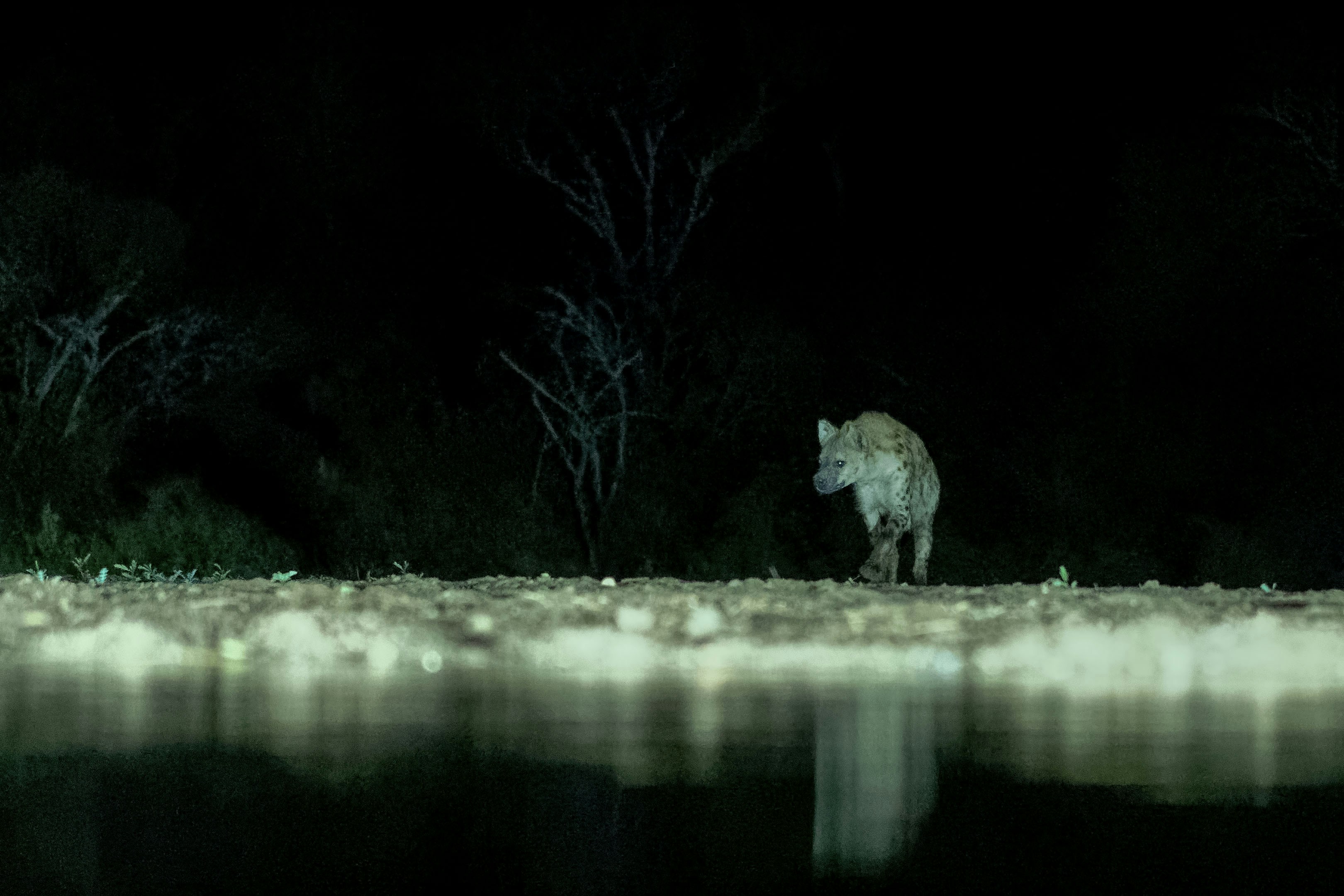 Lone Hyena Under Night Sky by a Shallow Shore