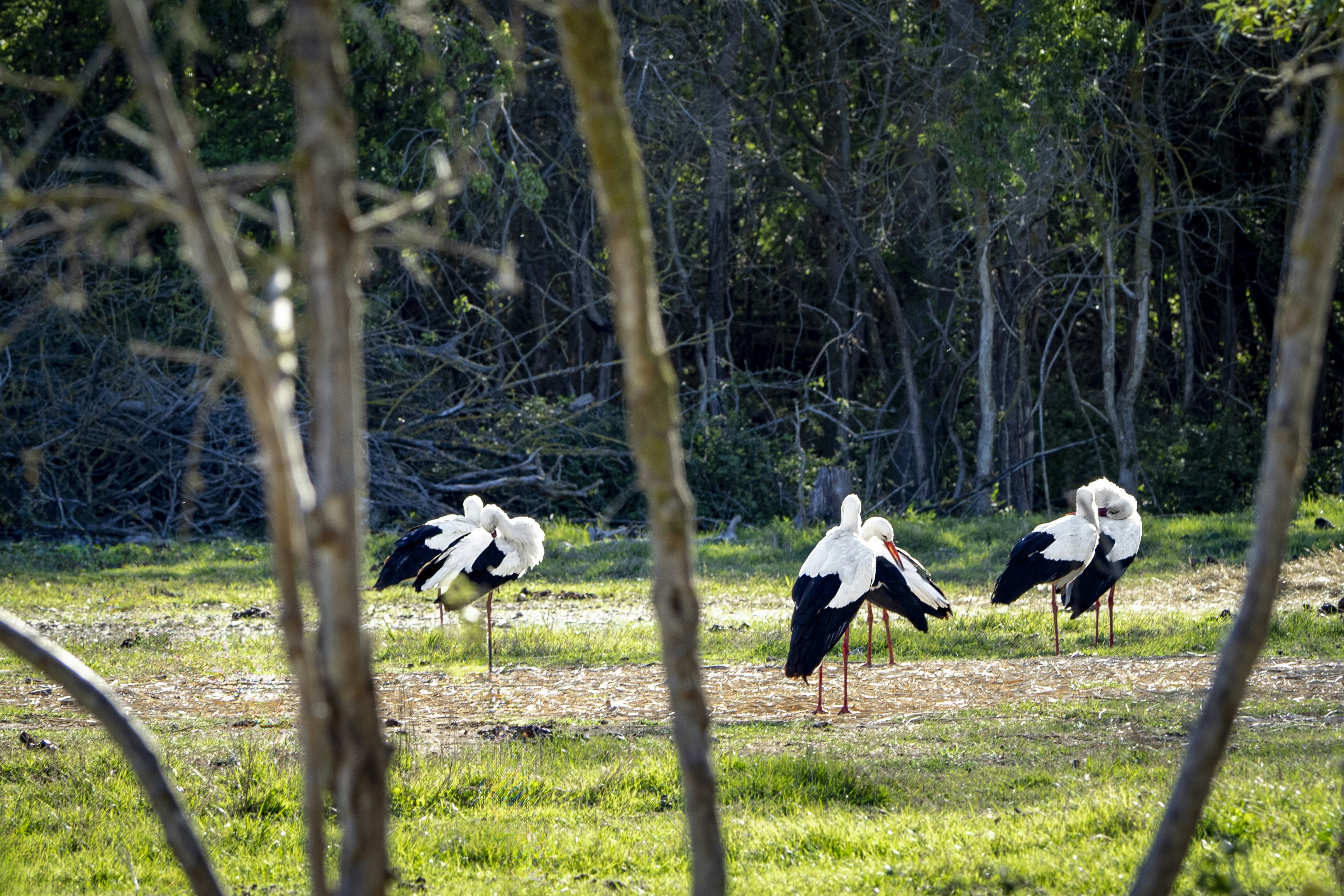 Three Storks in a Quiet Clearing Under Dappled Light