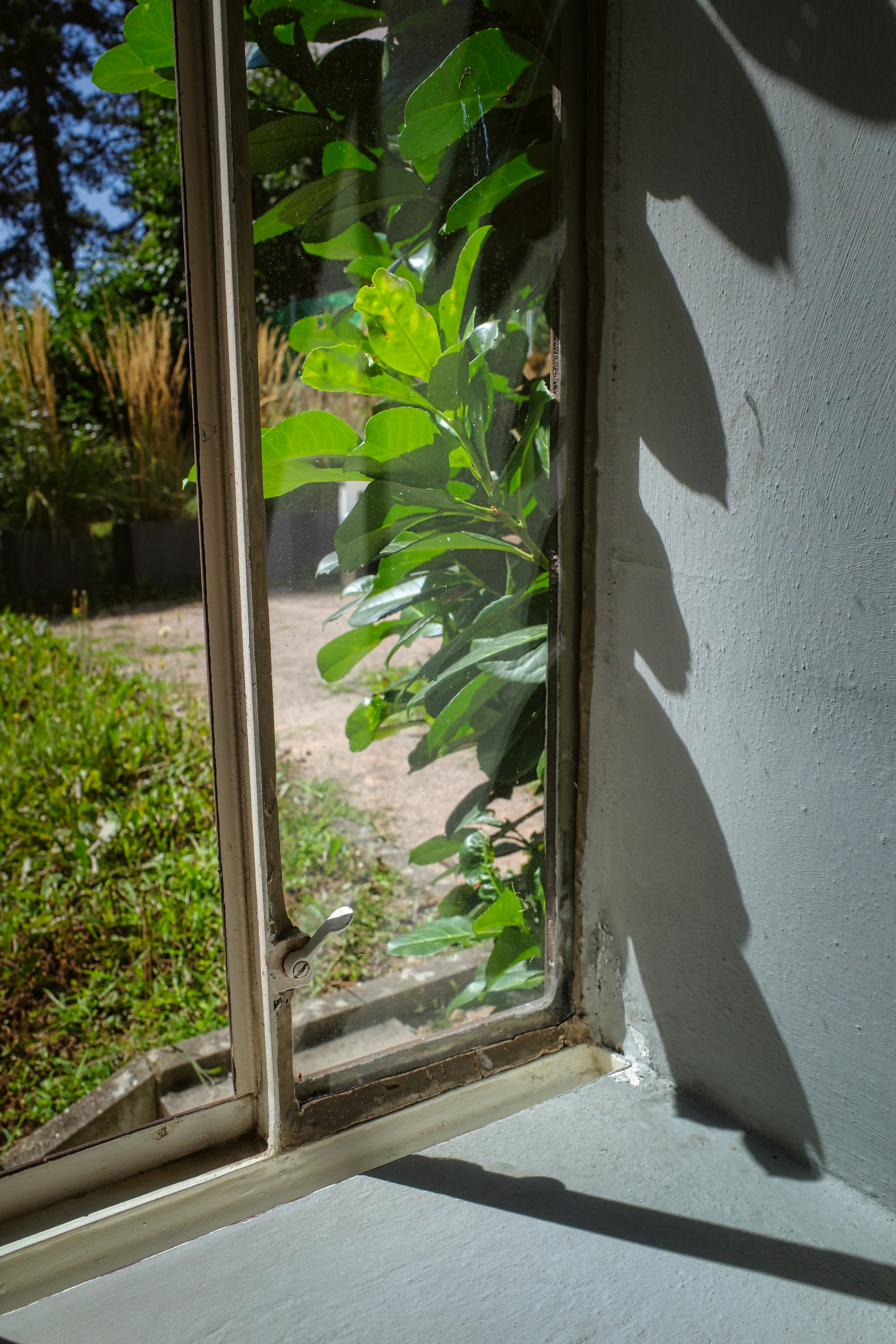 Vines Framing the Window: Quiet Morning Light on Glass