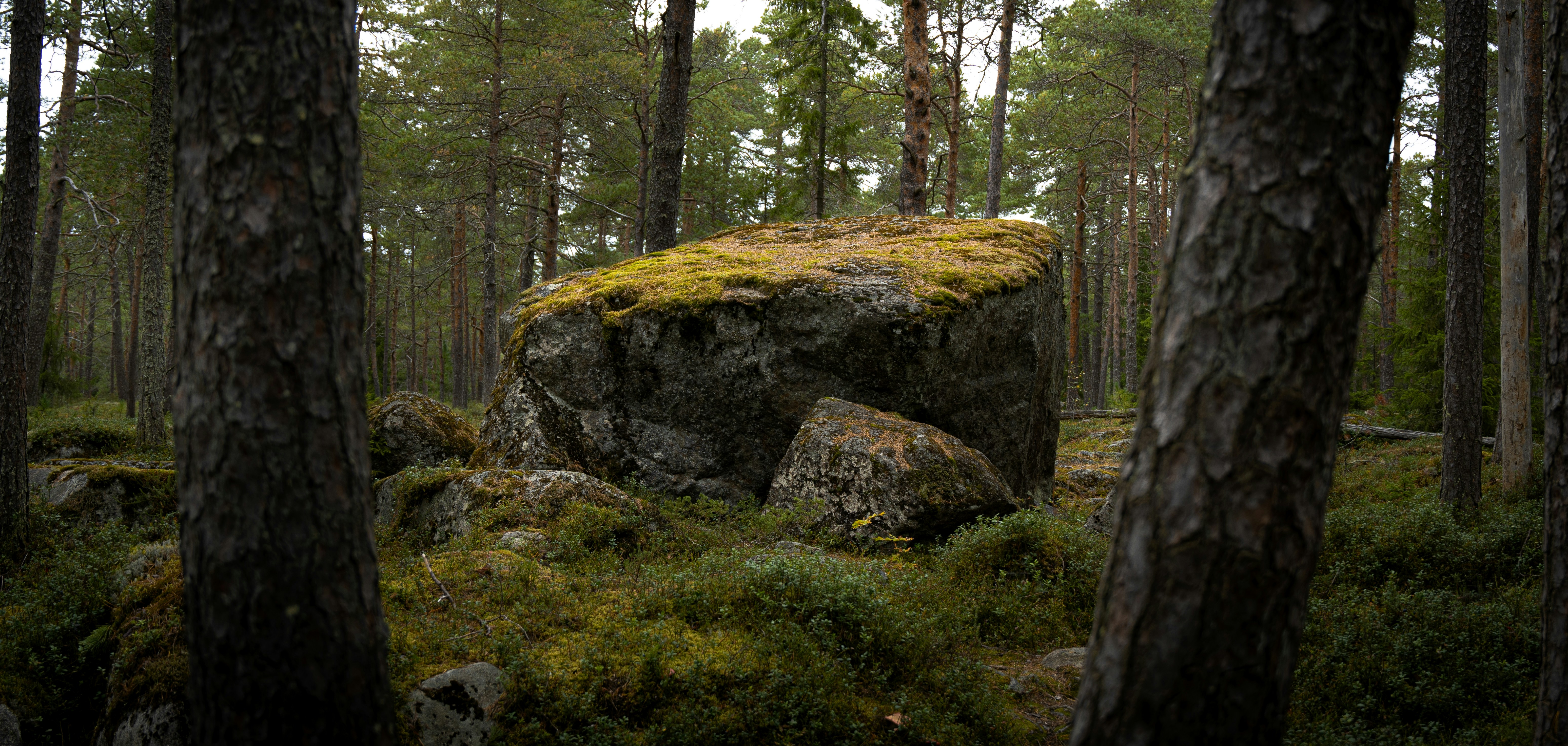 Moss-covered boulder sits among tall pines in a damp forest, highlighted by diffuse light and rich textures. The scene conveys stillness and natural detail.