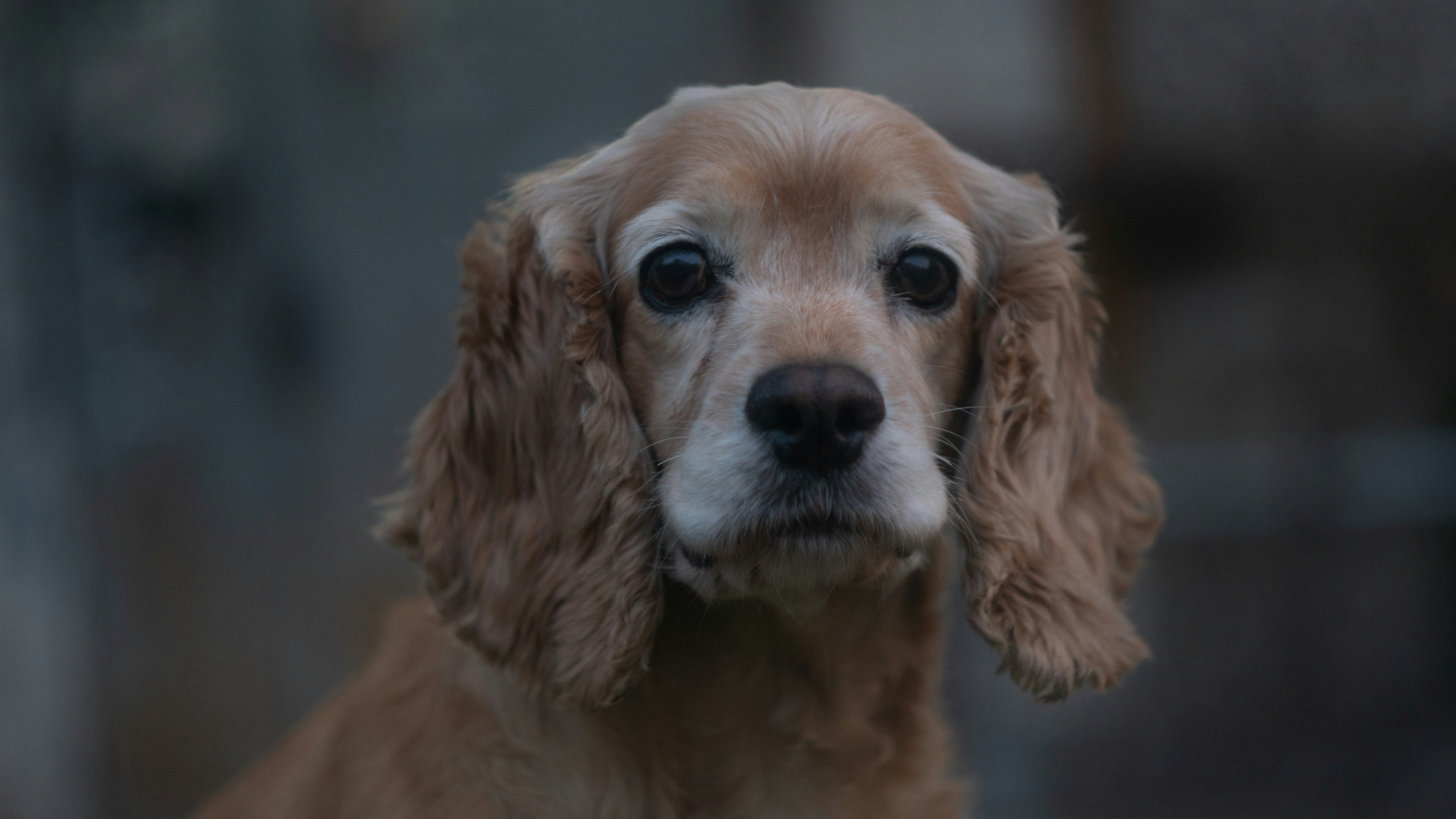 Gentle Gaze of a Golden Companion