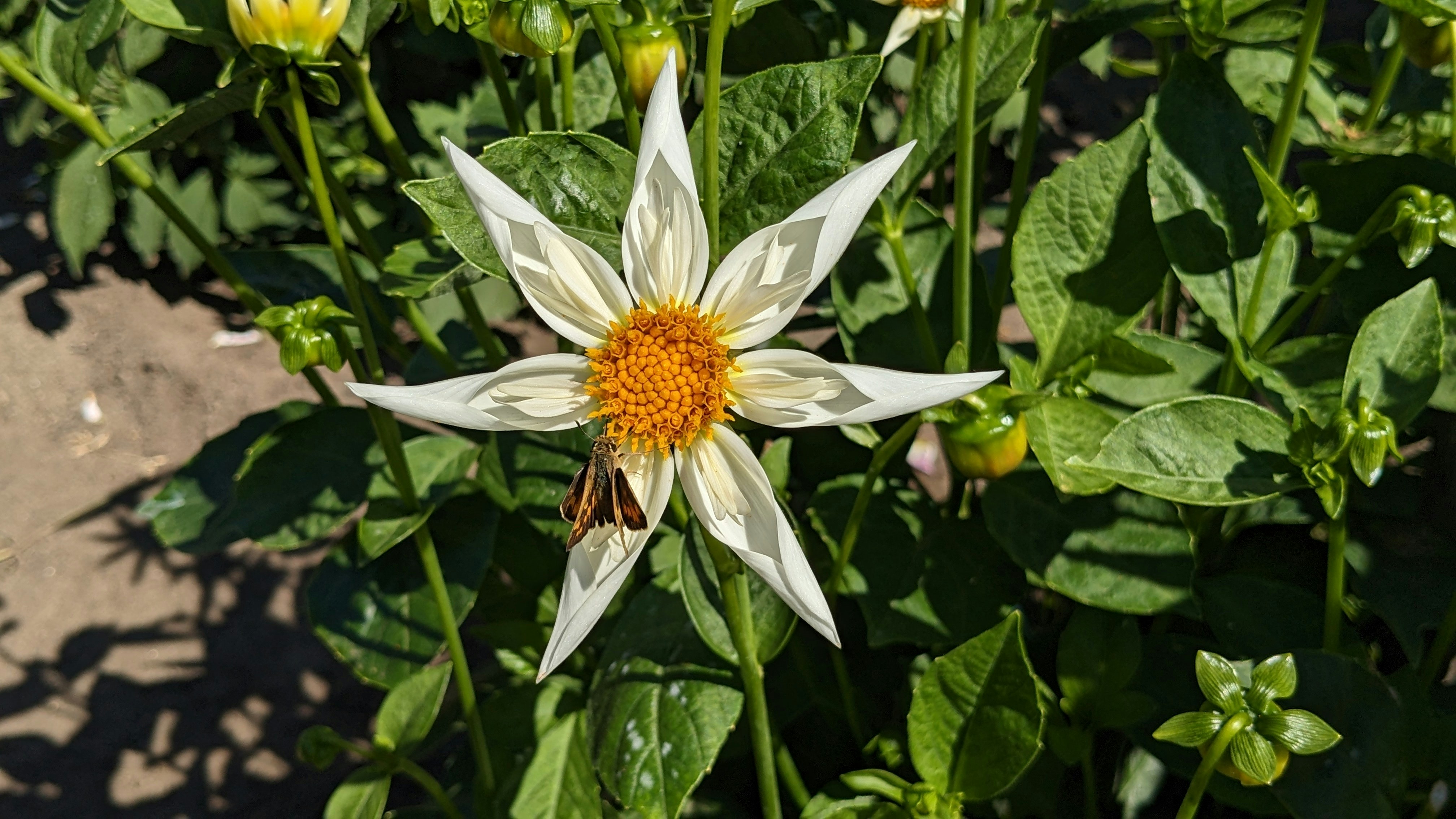 Bee on a White Starflower: a micro-study in sunlit petals