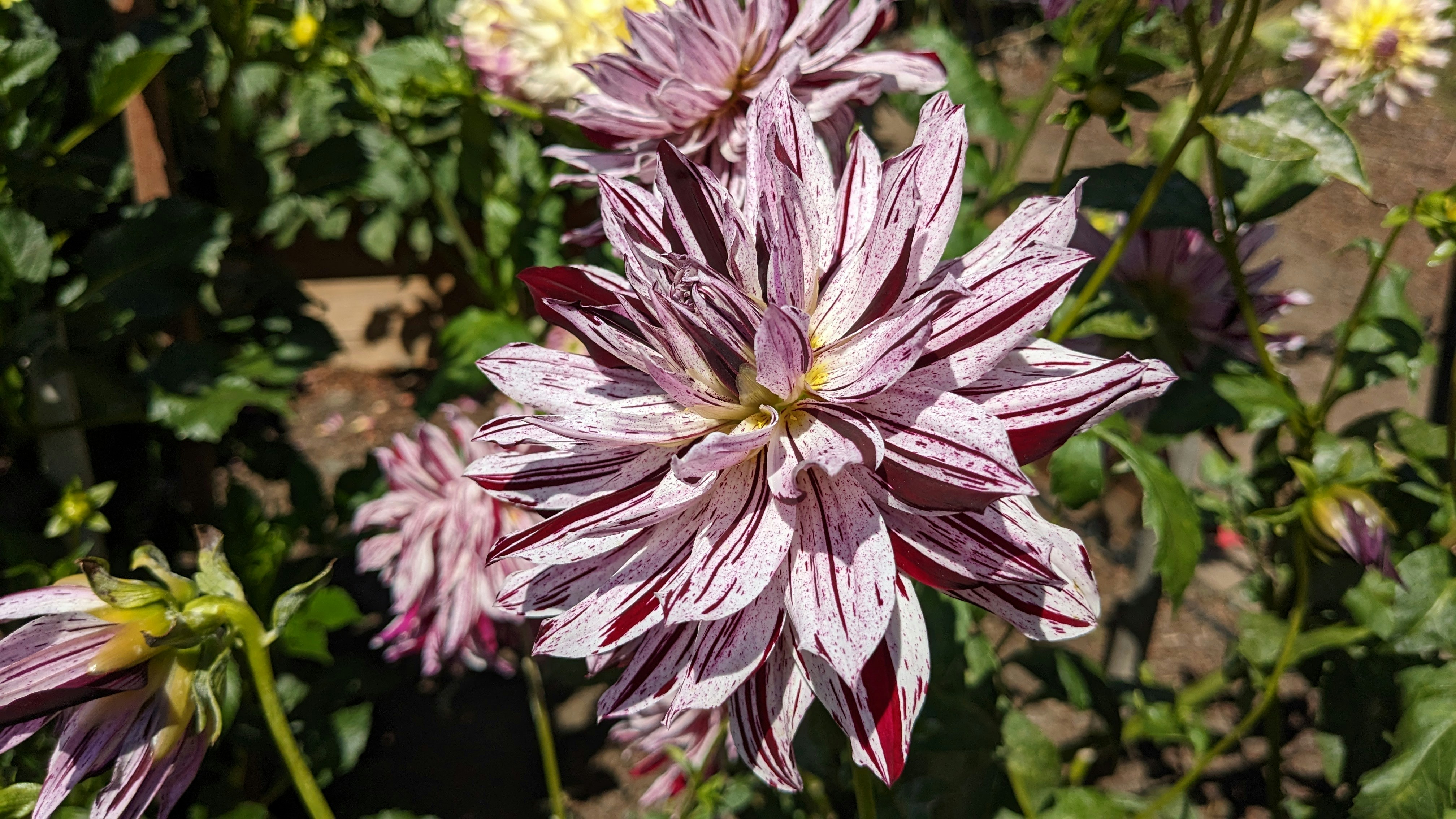 Crimson-White Starburst: A Close-Up Bloom with Striped Petals