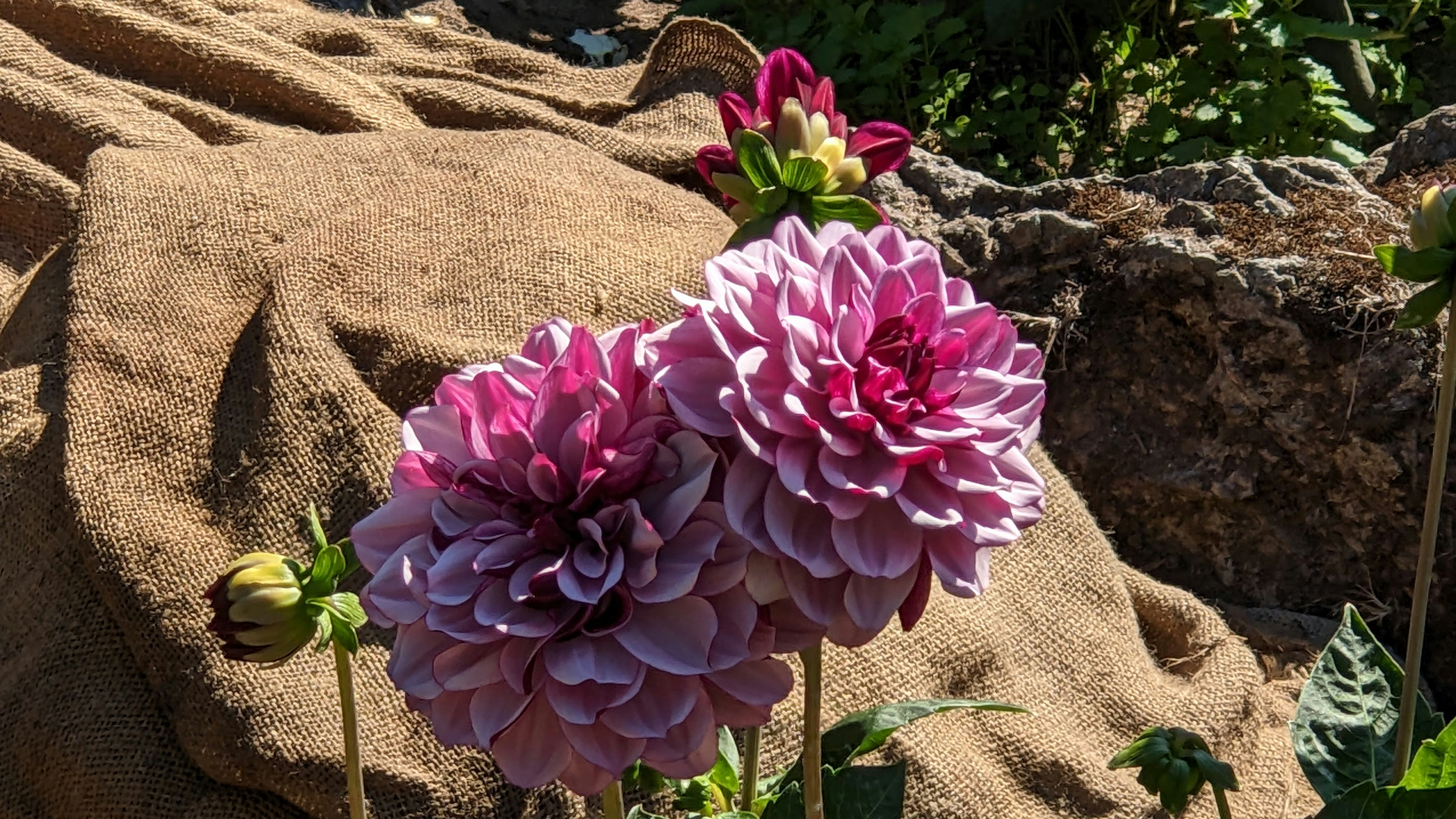 Lavender-pink Dahlias Resting on Burlap Under a Sunlit Rock Wall