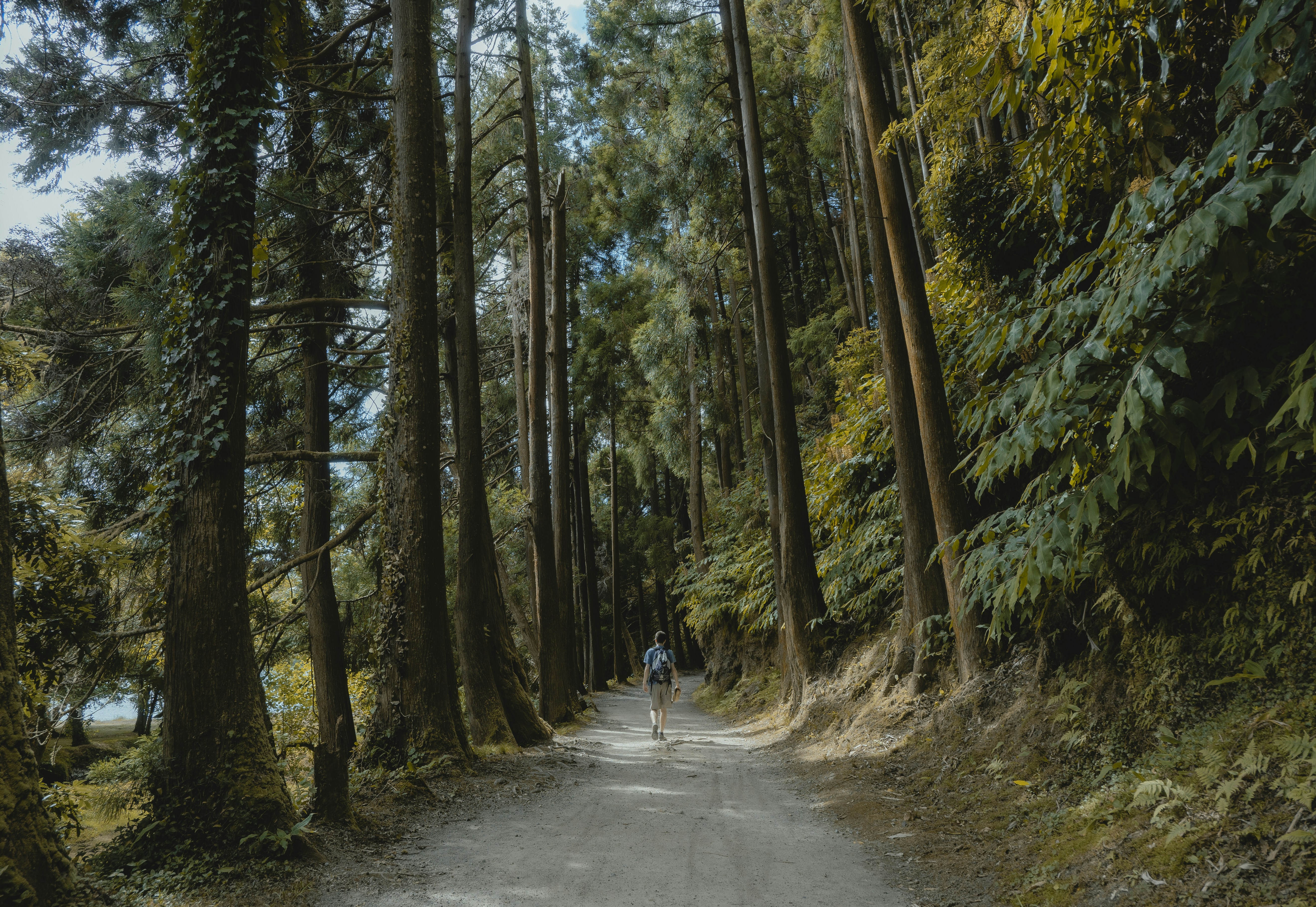Hiker walks along a sun-dappled dirt road flanked by towering pine trees in a lush forest.