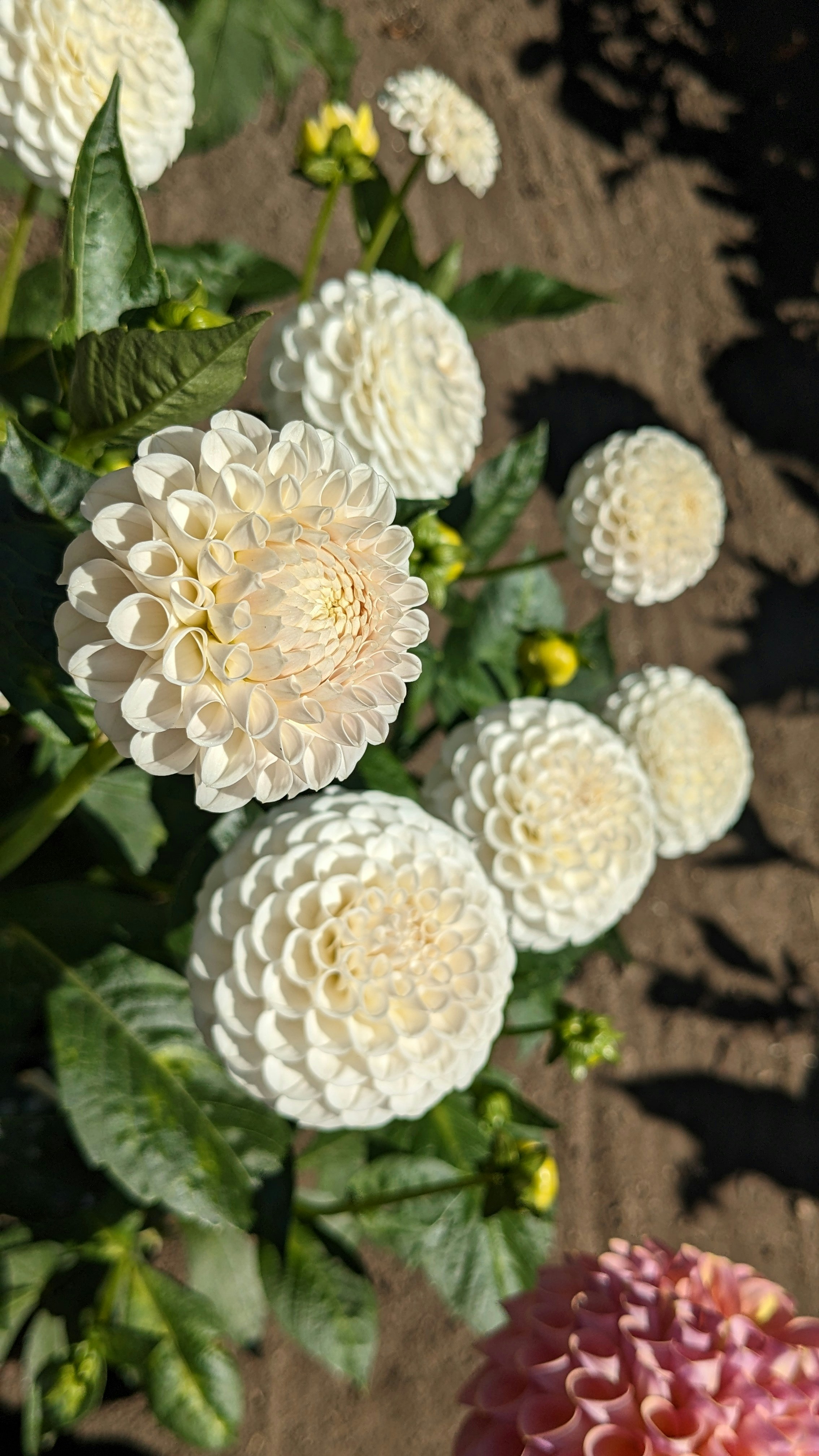 White Dahlia Bloom Cluster in Sunlit Garden Bed