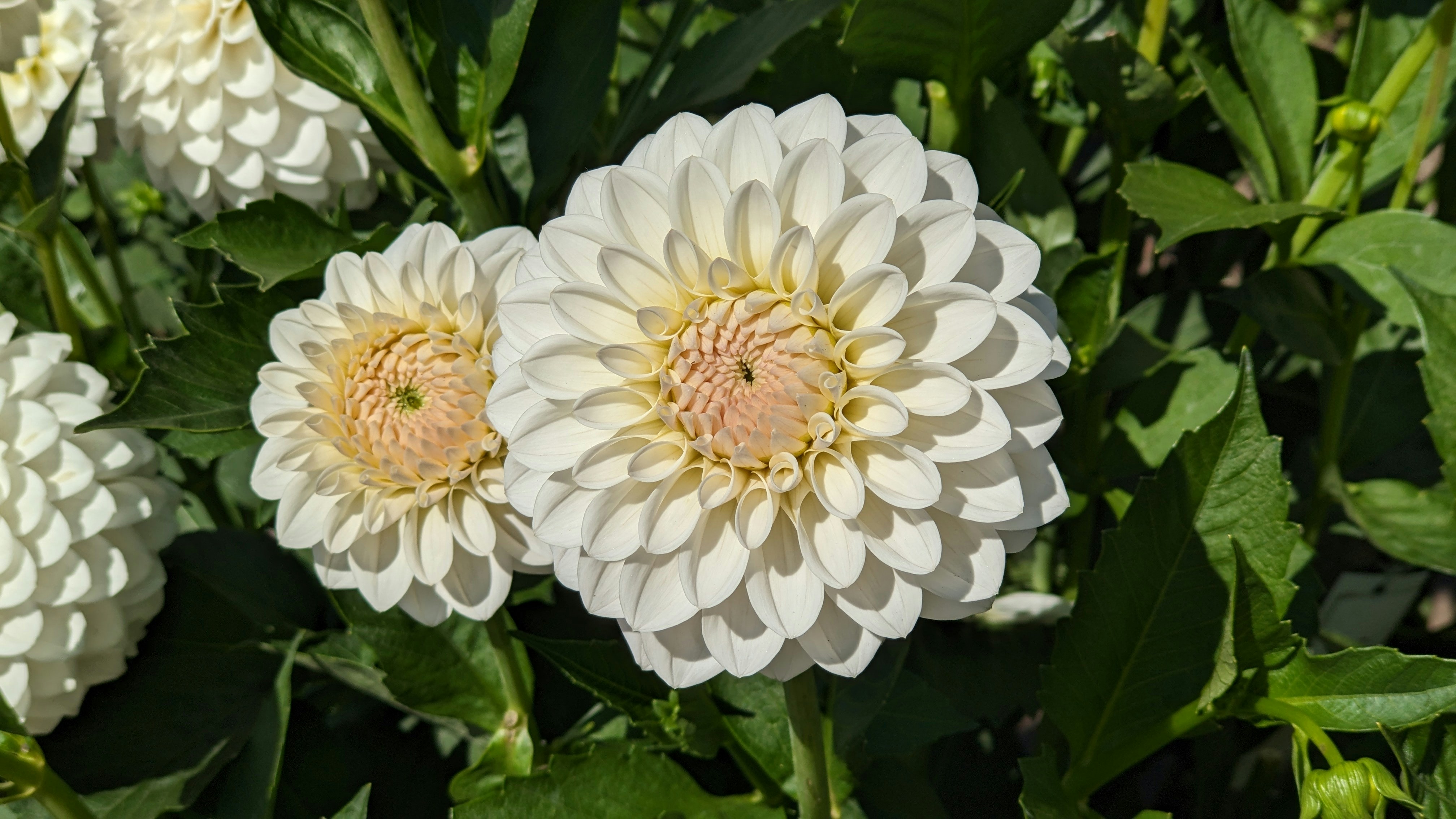 A group of white flowers sitting on top of a lush green field