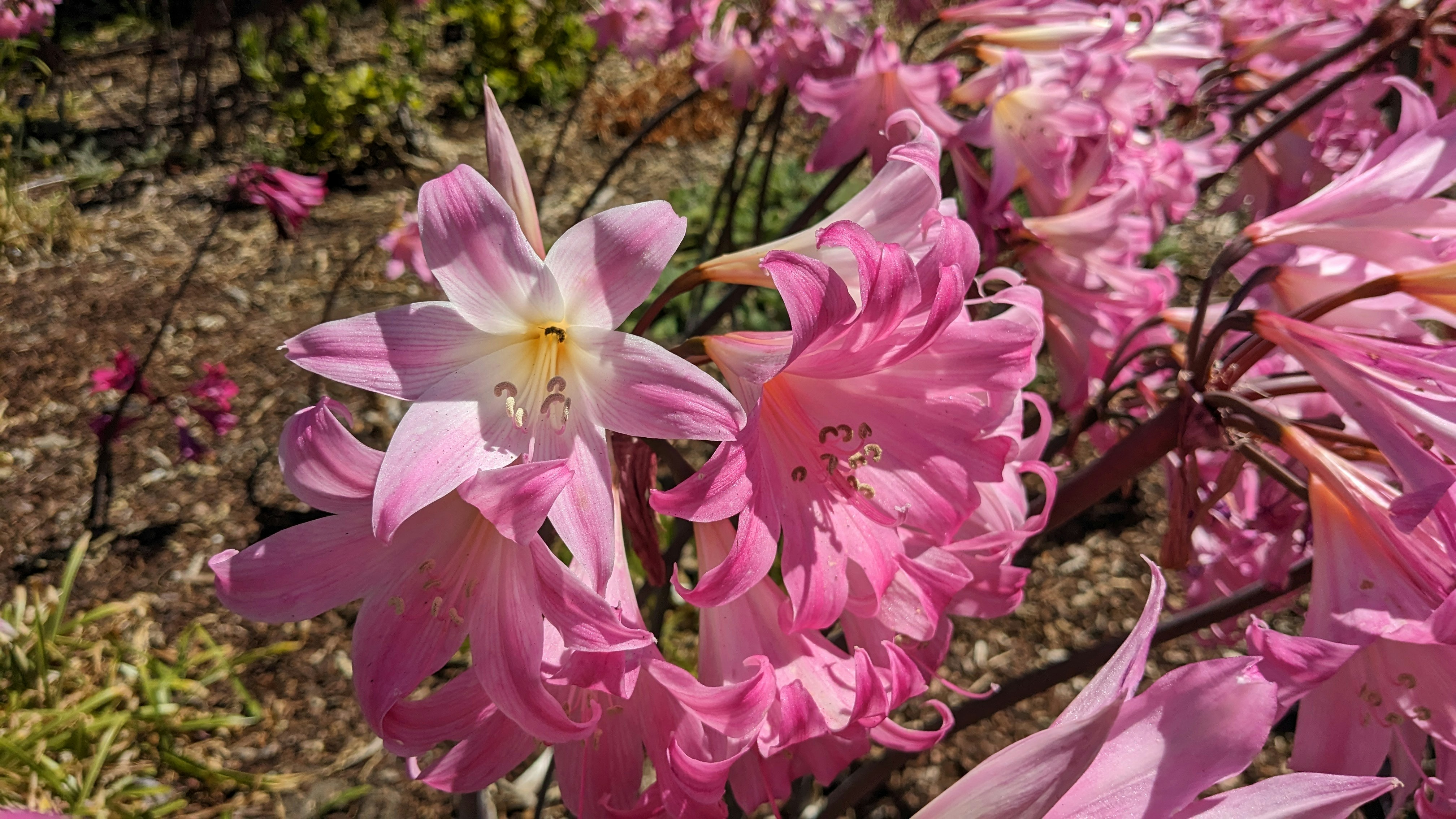 Petal Cascade: A Pink Bloom Illuminated by Spring Sun