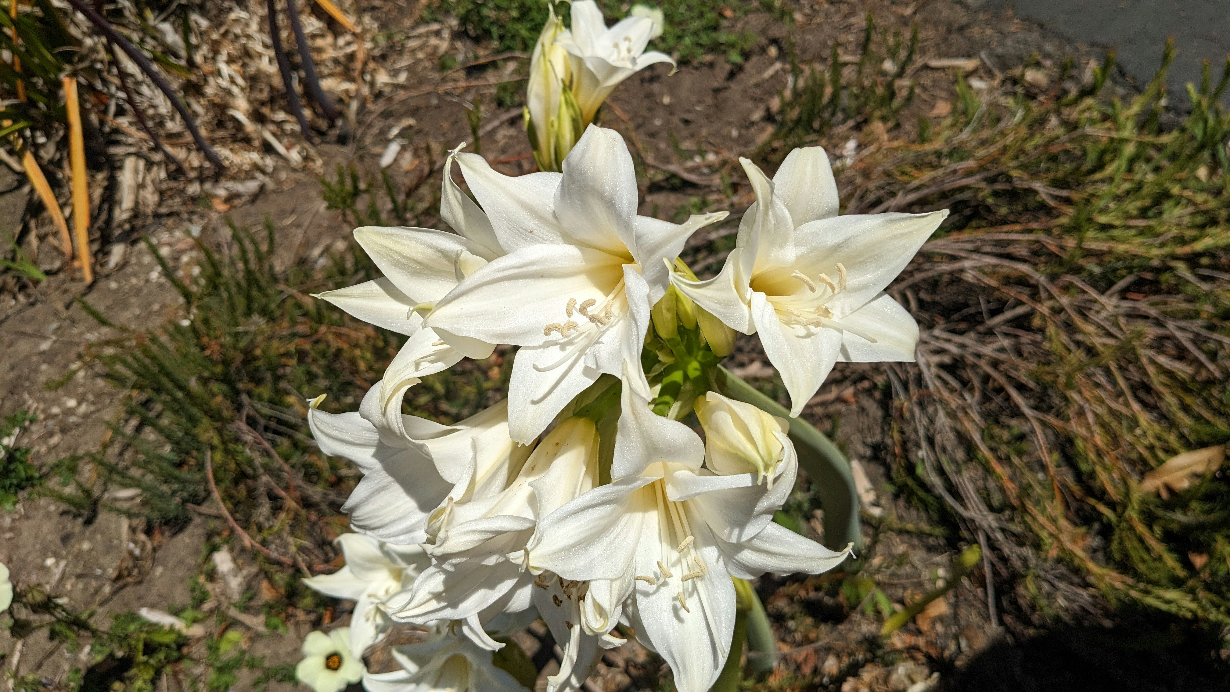 White bouquet of trumpet lilies blooming against a rugged ground