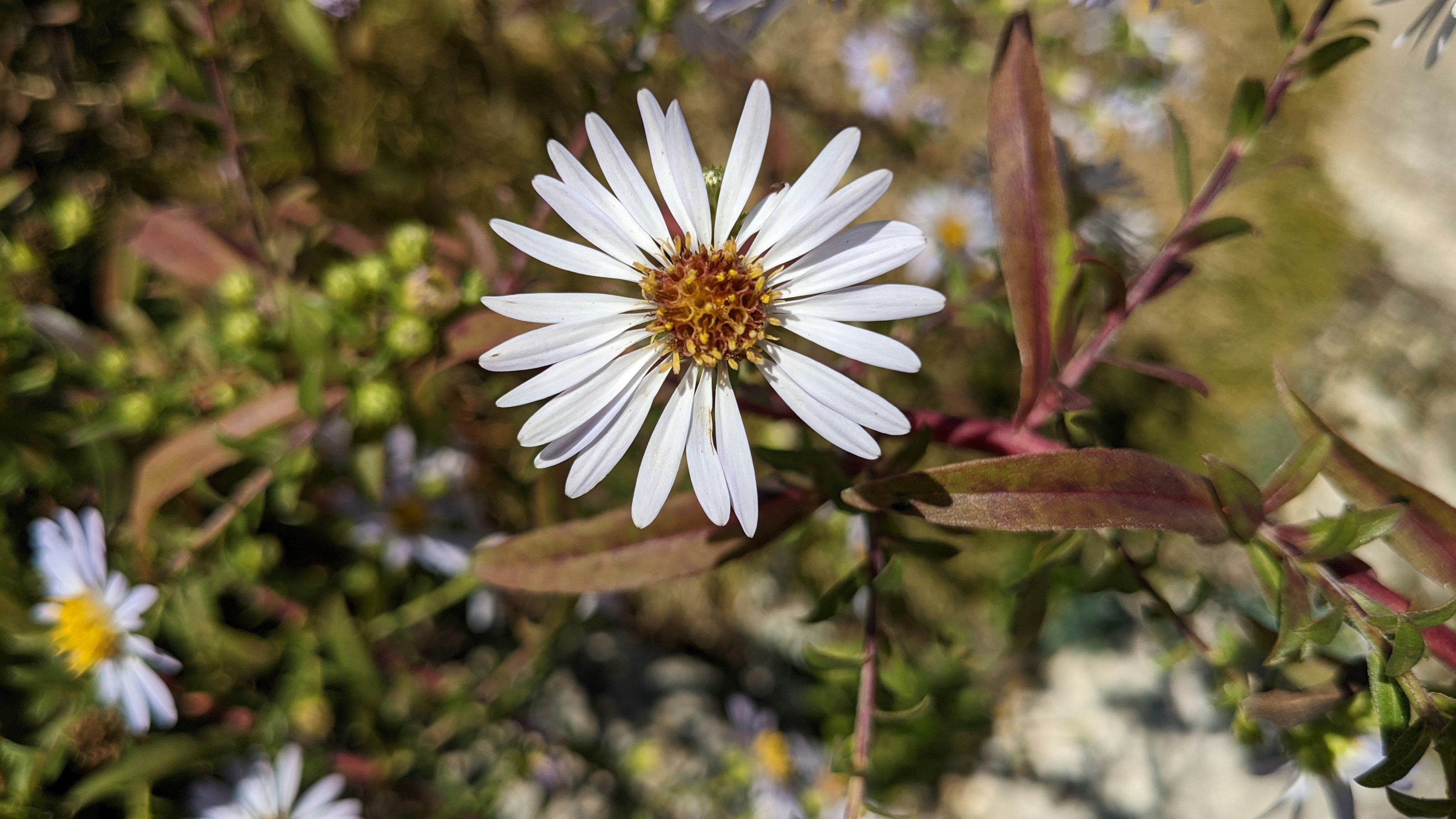 Petals on a Mossy Stage: a solitary white daisy amid rock and green