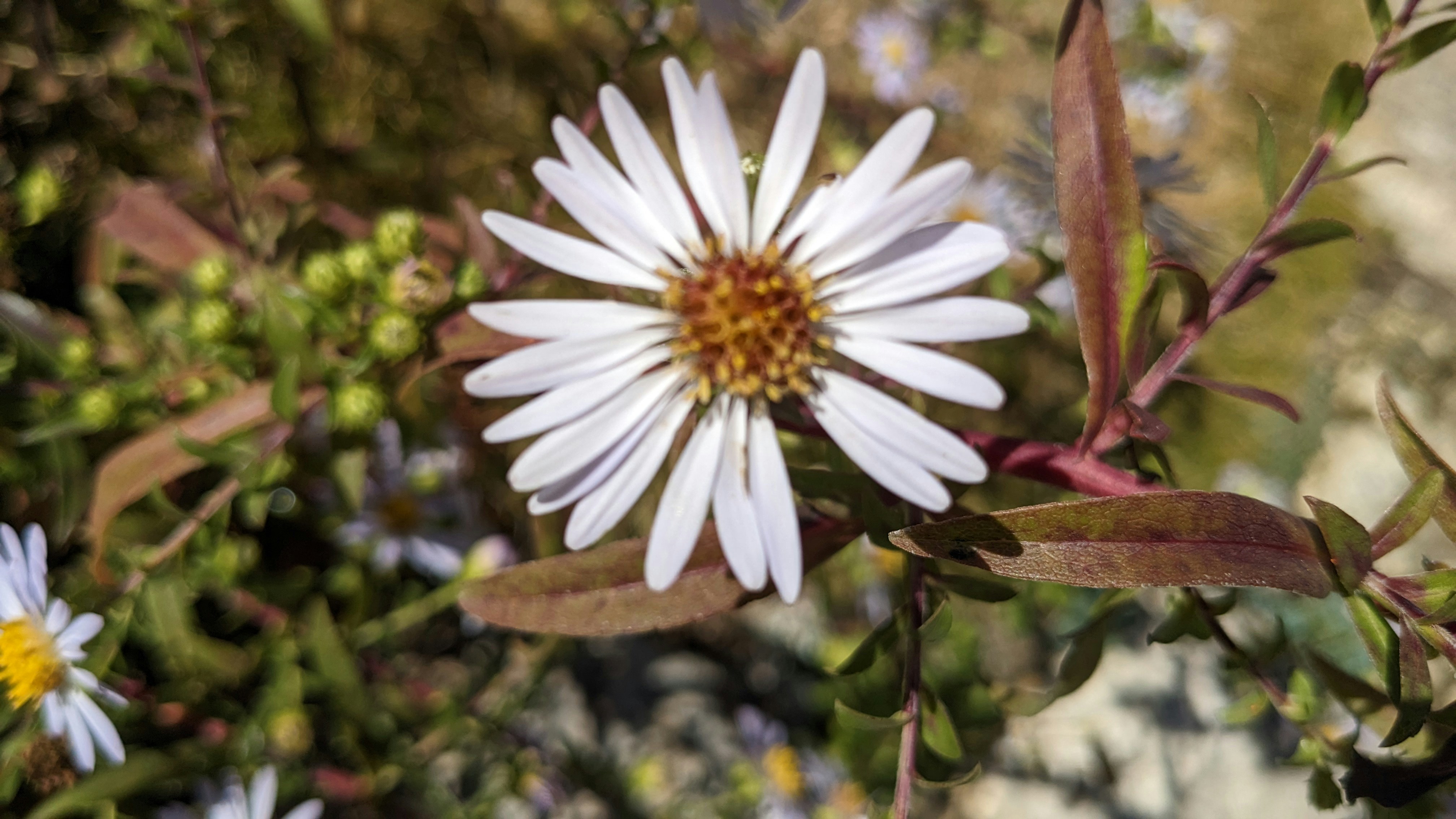 Center-Stage Daisy: A White Bloom Framed by Sunlit Garden Foliage