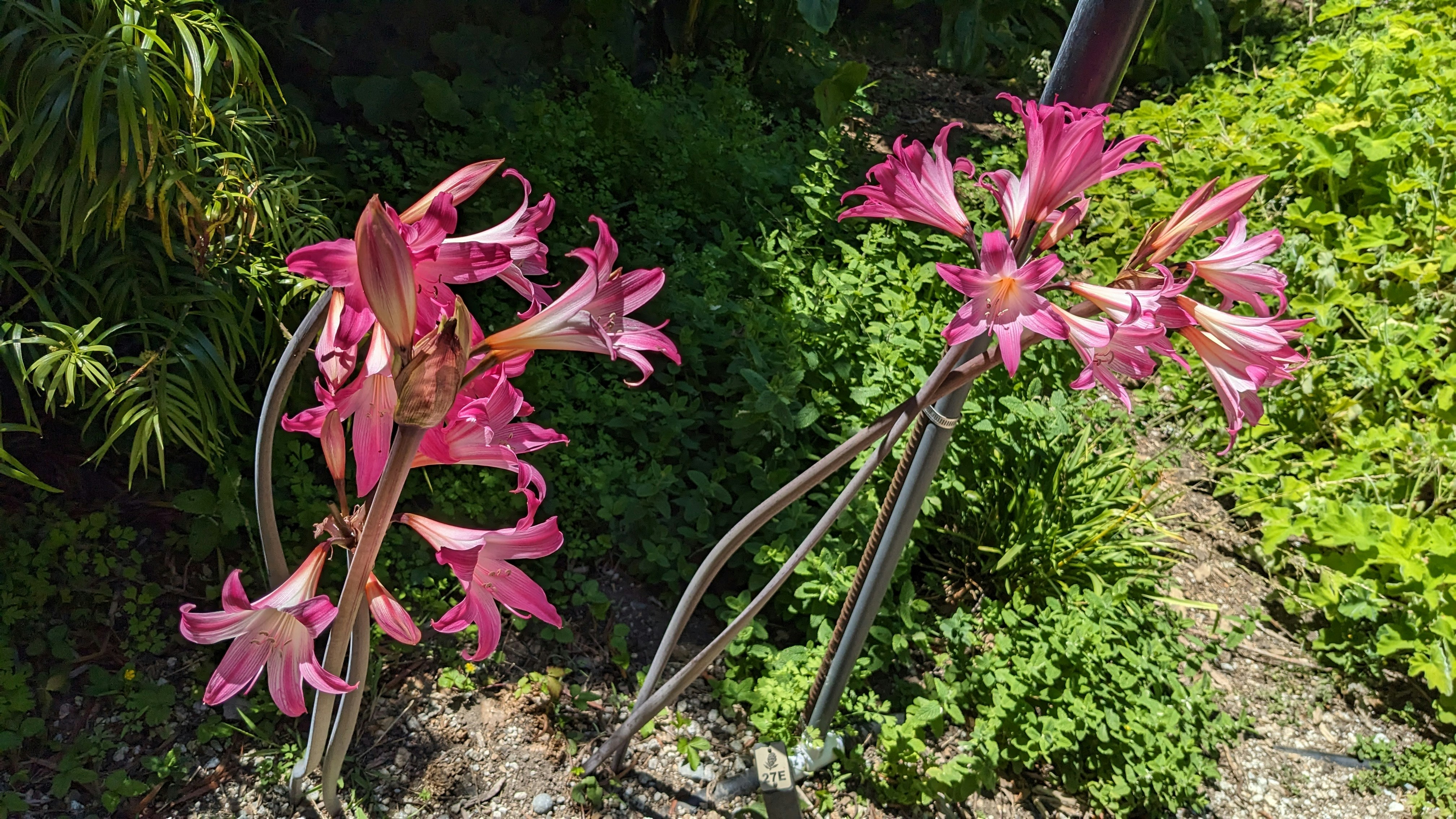 A couple of pink flowers sitting on top of a lush green field