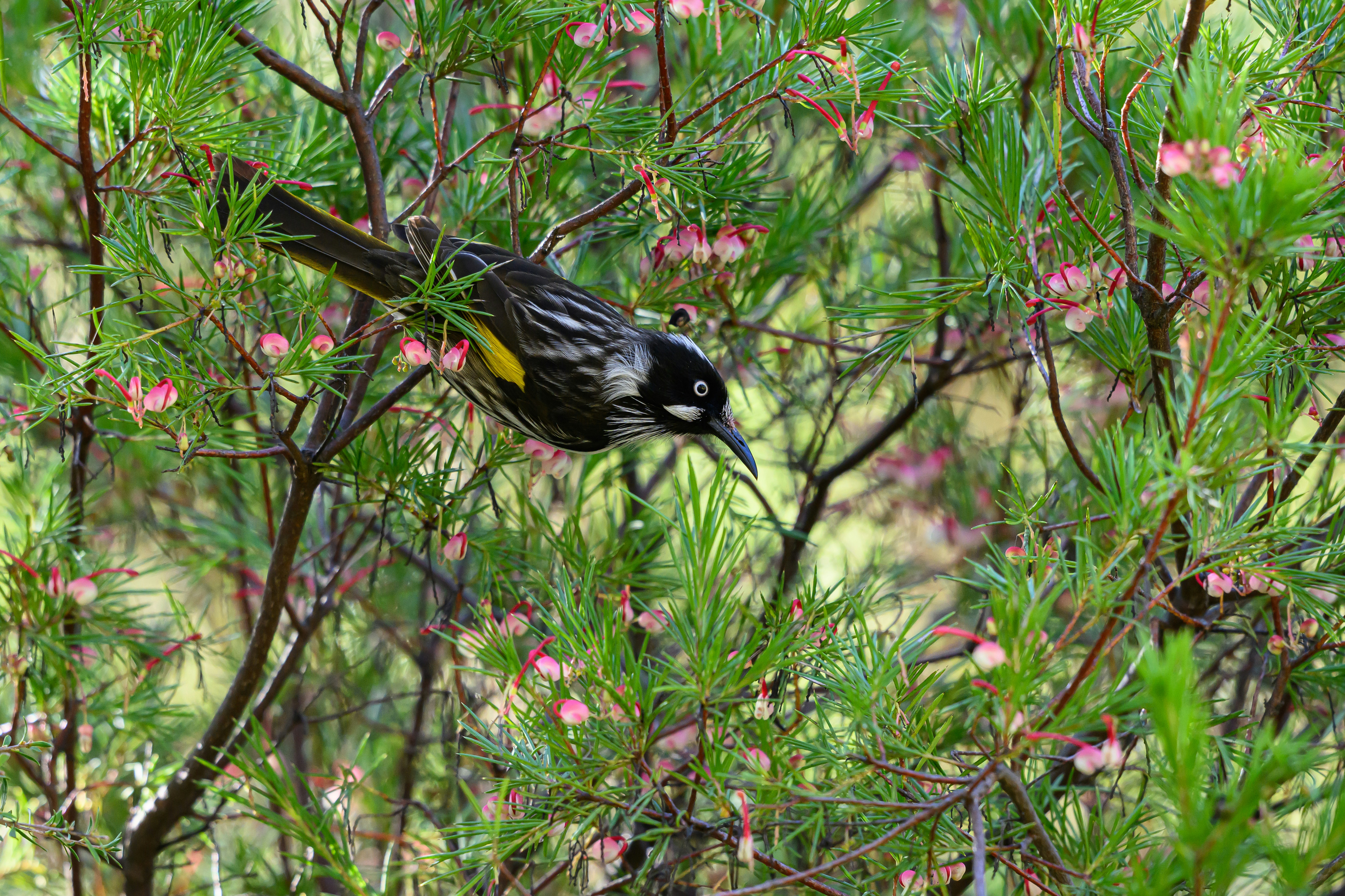 Eye of Spring: Black-and-White Songbird Amid Pink Blossom Fronds