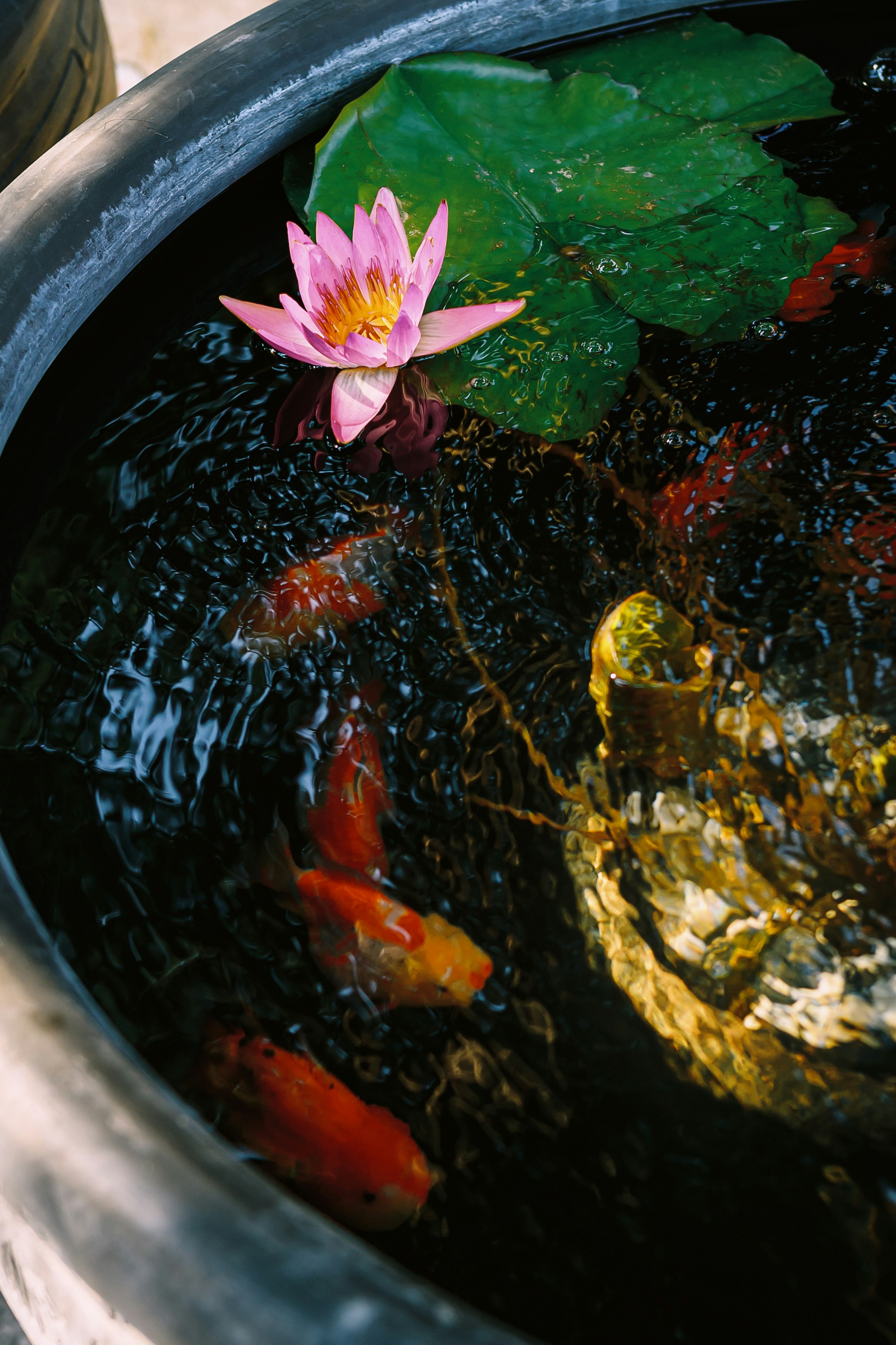 Pink Lily Afloat in Koi Pond: Color, Ripples, and Repose