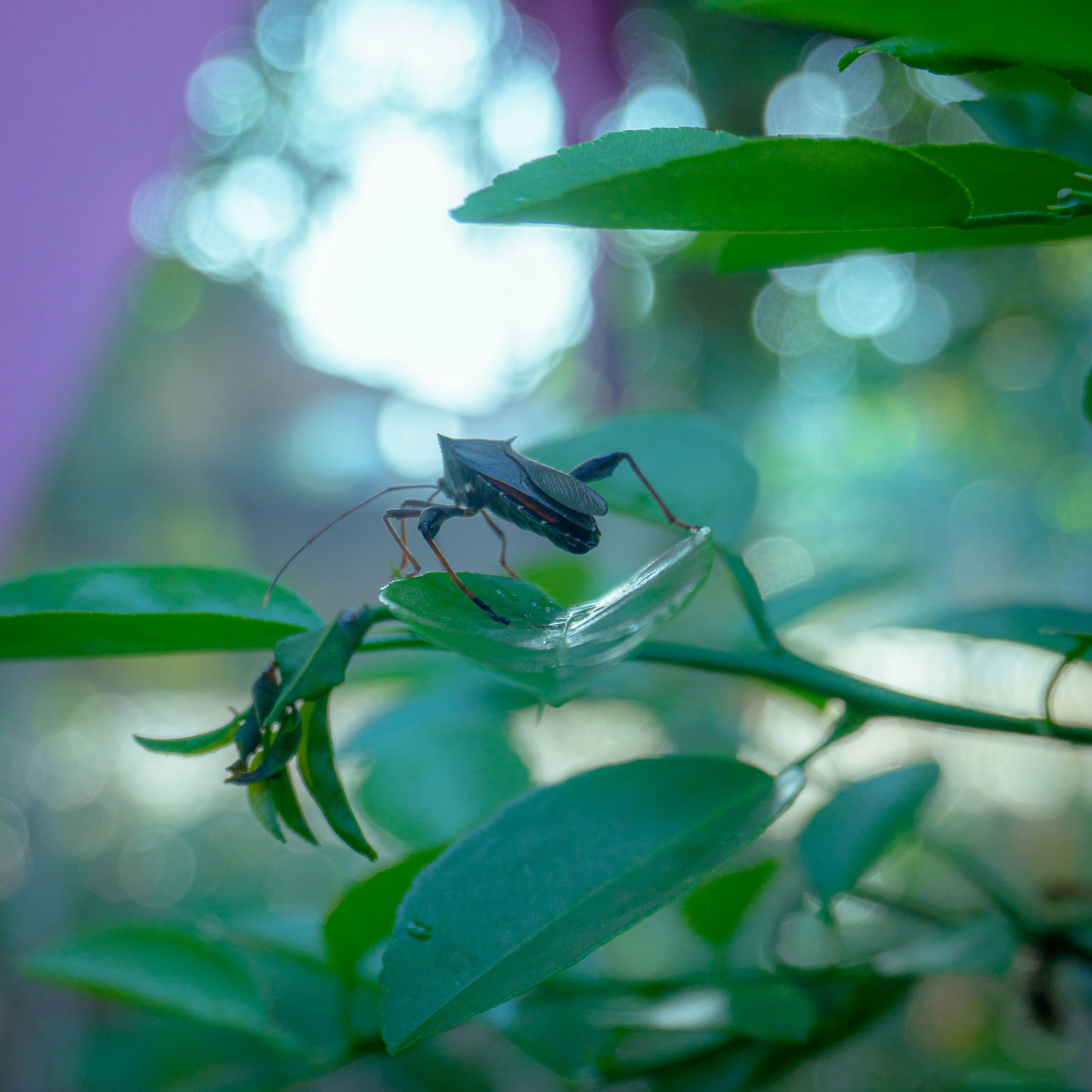 Crane-like Insect Pauses on a Silk Thread Between Leaves