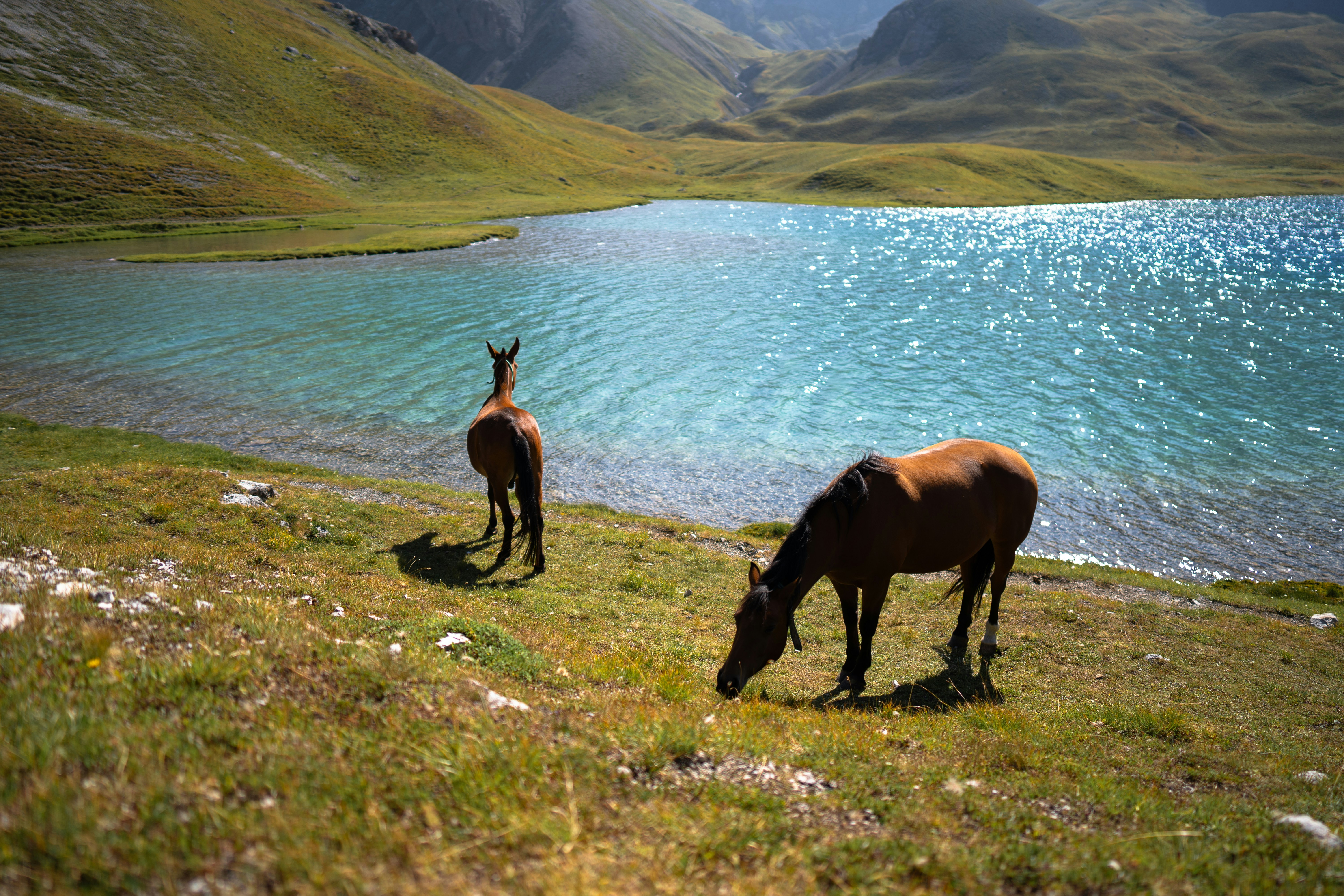 A couple of horses that are standing in the grass photo – Free Lai da ...