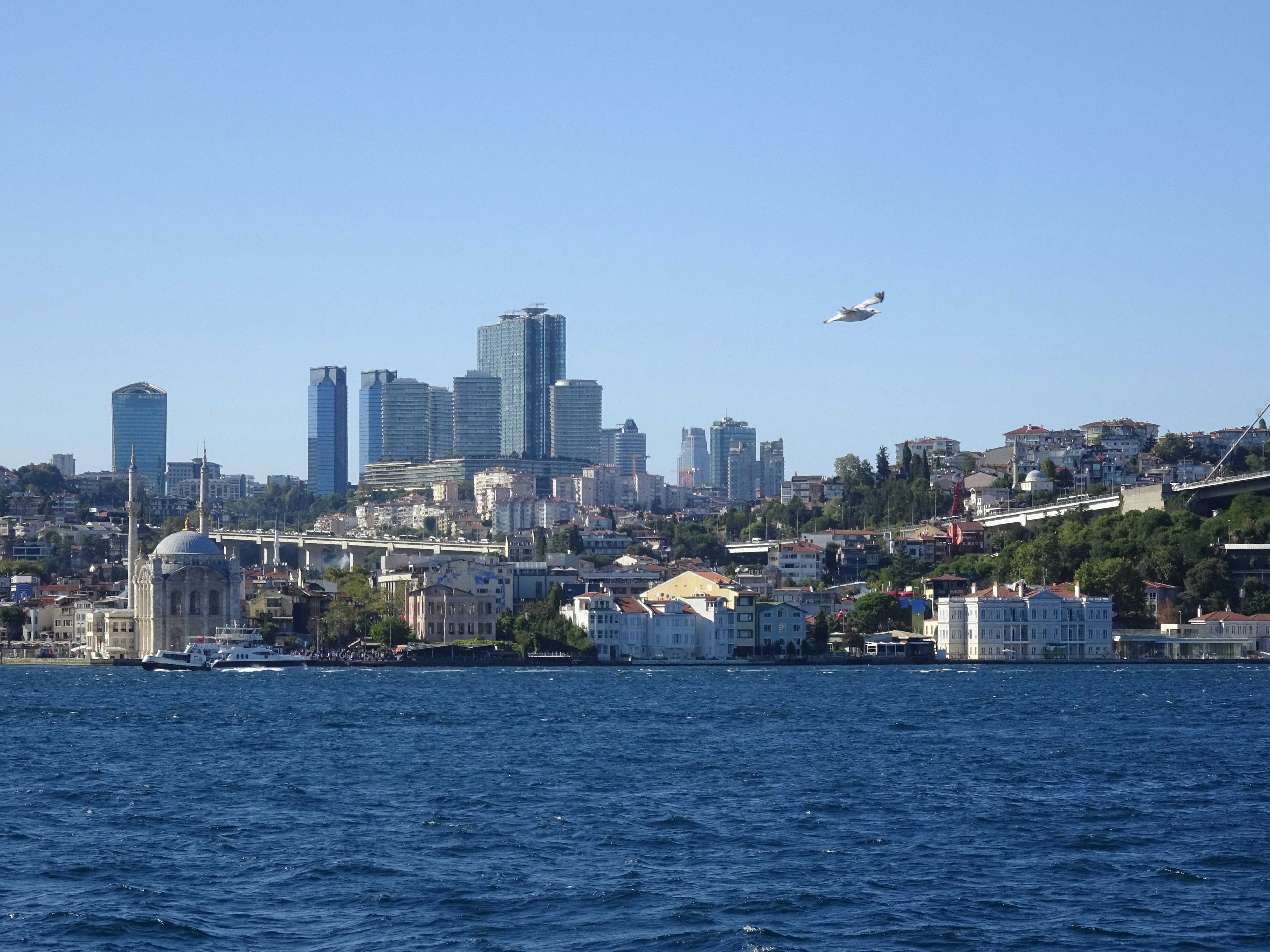 City skyline along a calm blue bay with a lone seagull overhead. Daylight reveals a mix of modern towers and historic waterfront buildings.