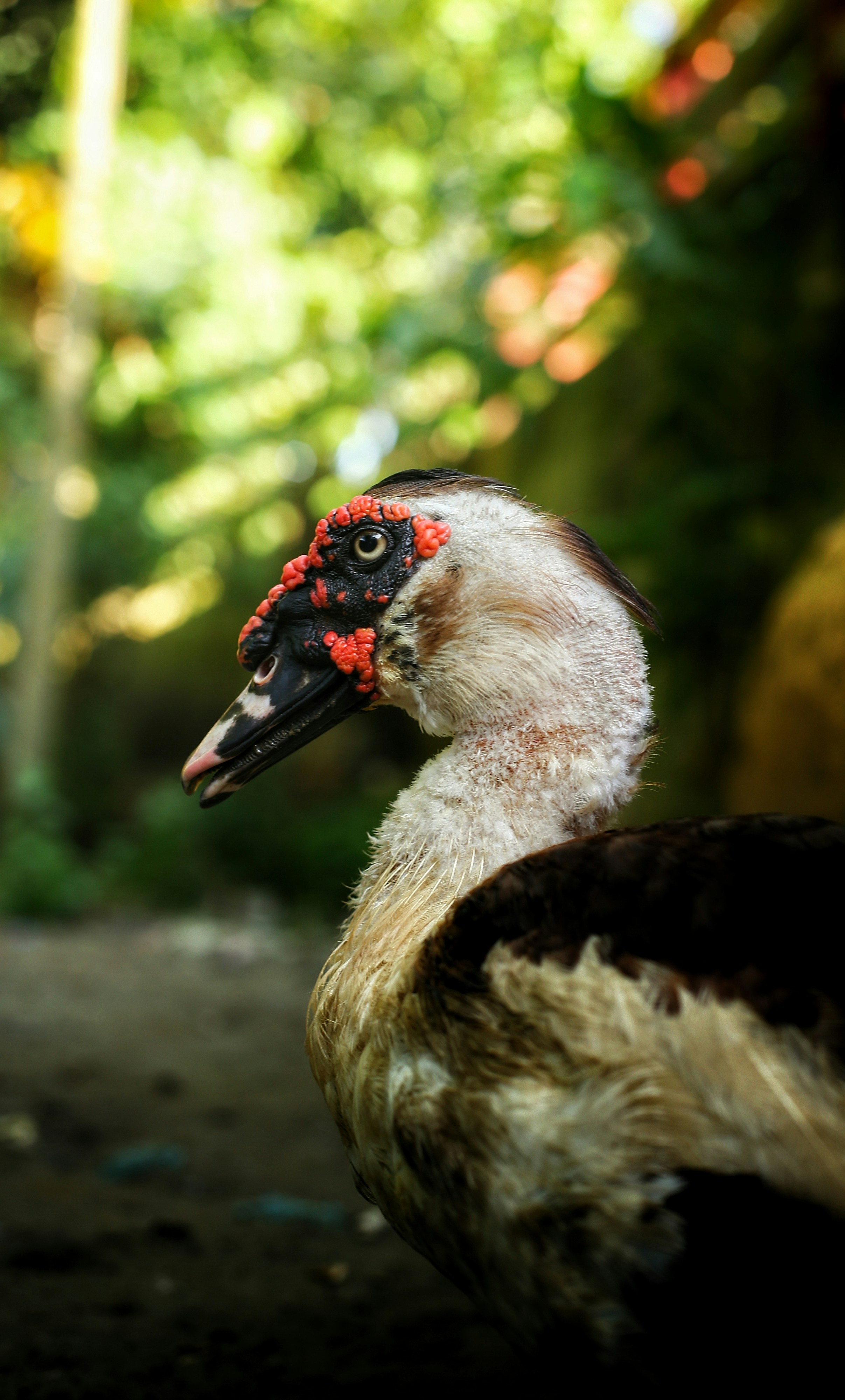 Duck Beak vs. Swan Beak - What's the Difference? | This vs. That
