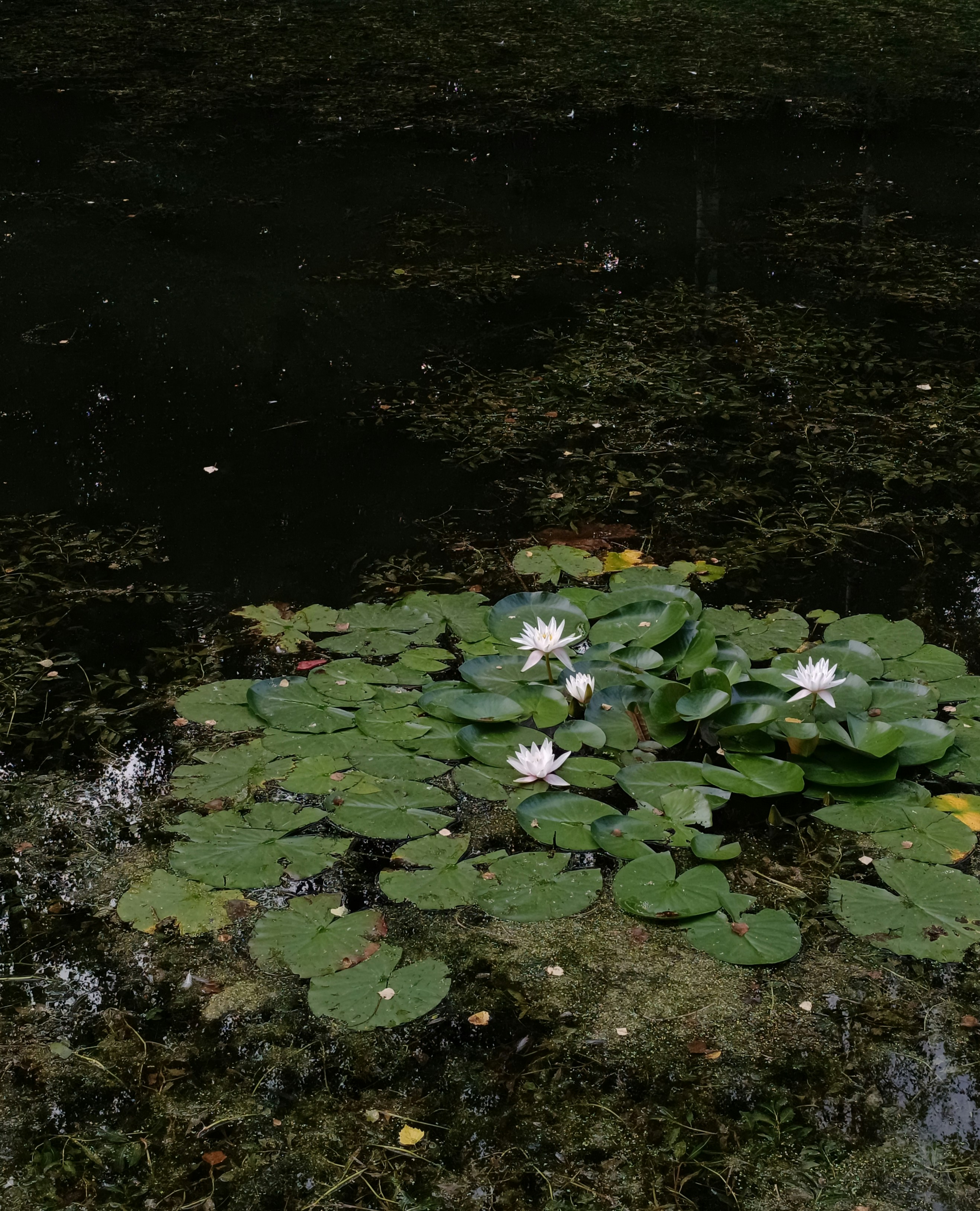 White Water Lilies Quietly Crown a Shadowed Pond at Dusk