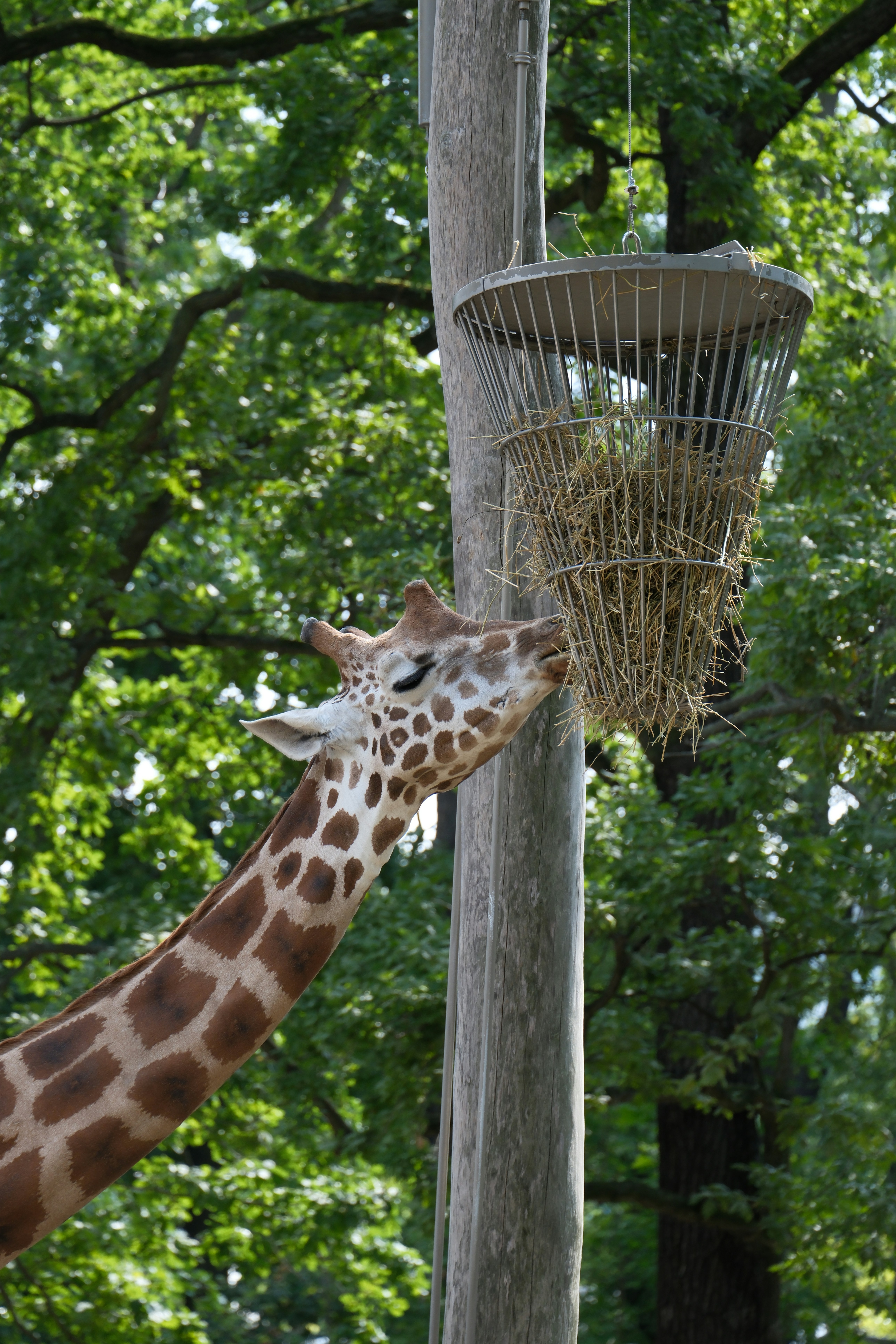 A giraffe eating hay from a feeder hanging from a tree photo – Free Zoo ...