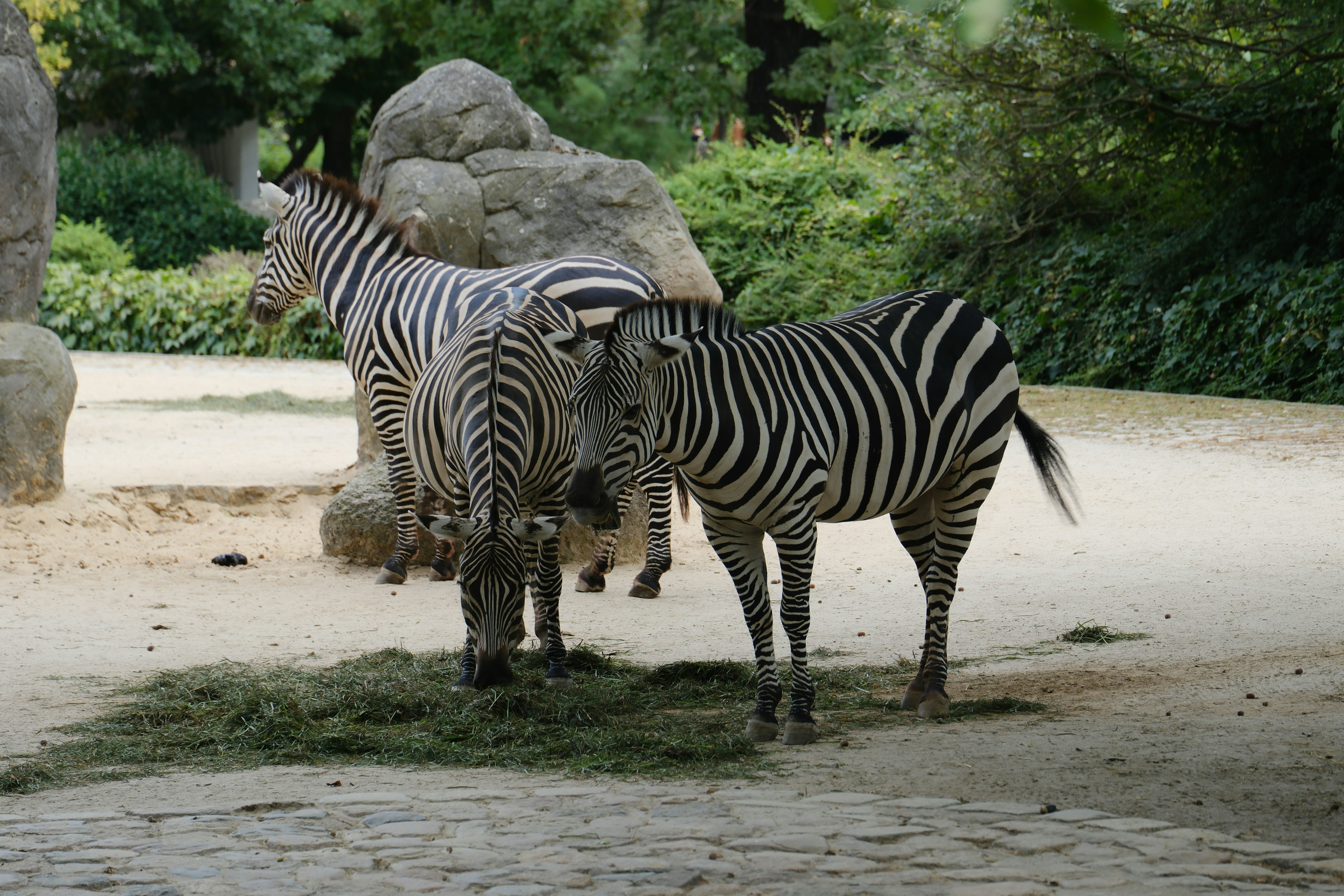 A group of zebras standing around in a zoo photo – Free Animal Image on ...