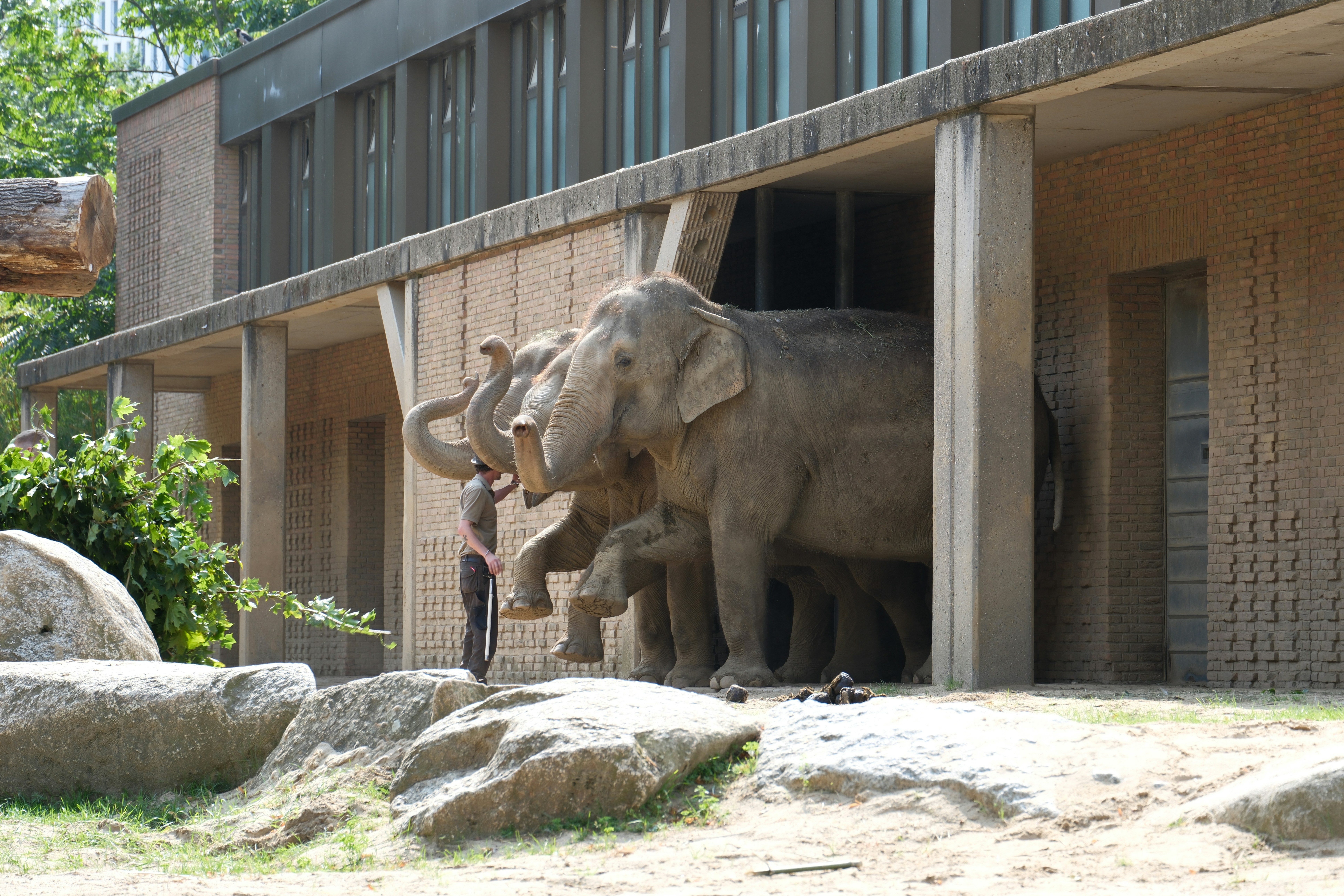 A couple of elephants standing in front of a building photo – Free ...