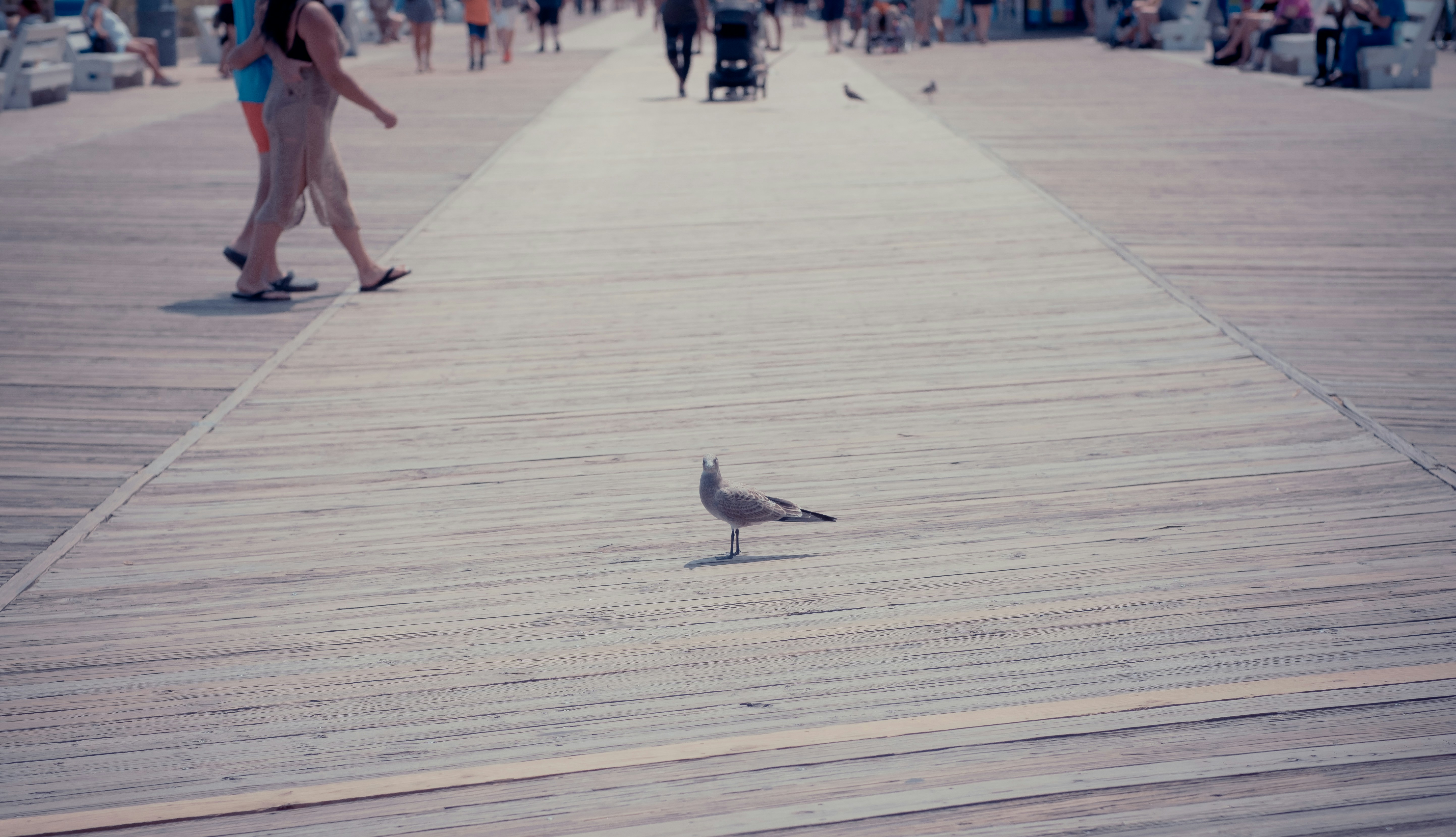 Seagull on a Quiet Wooden Promenade