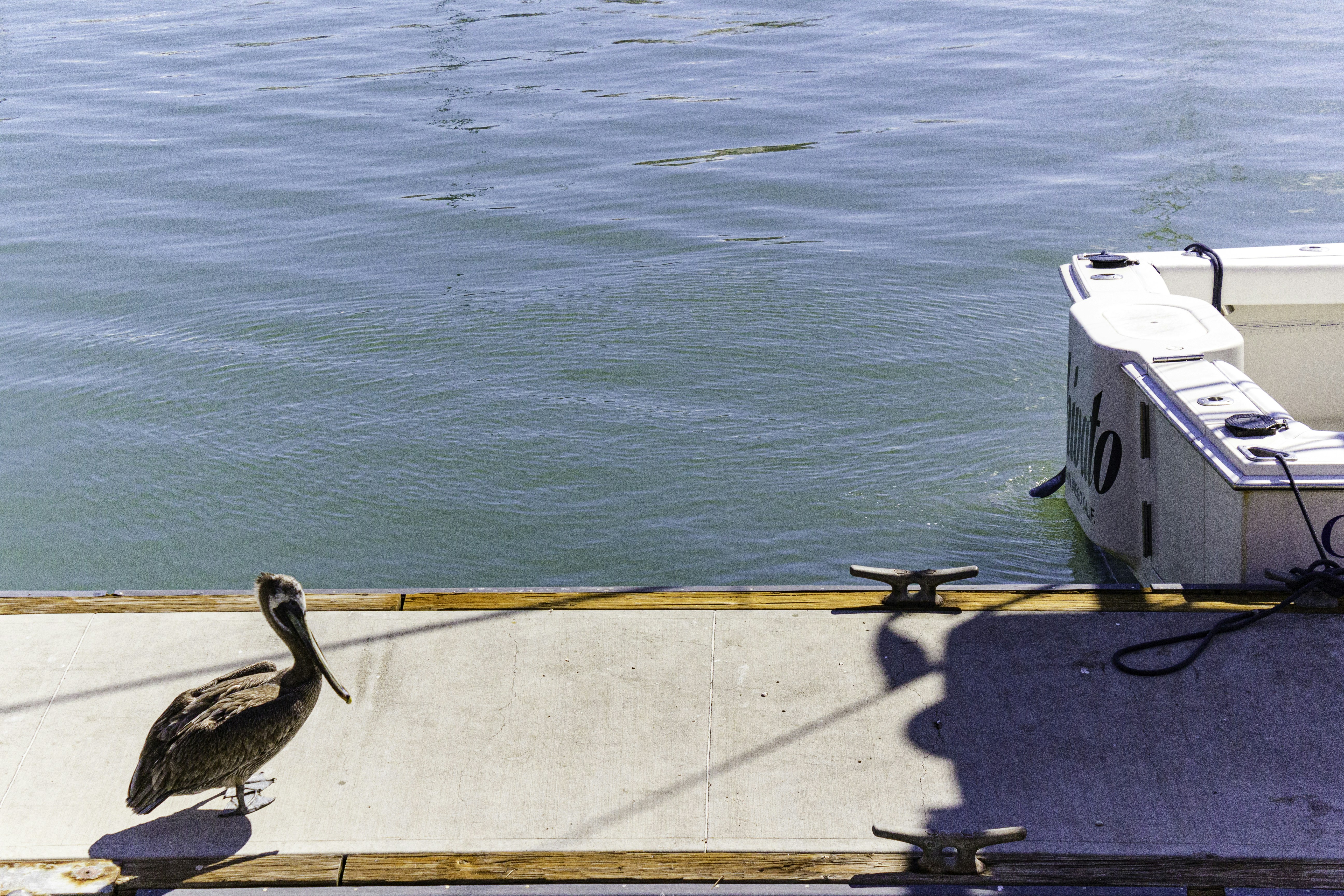 A bird is standing on a dock next to a boat photo – Free Los cabos ...