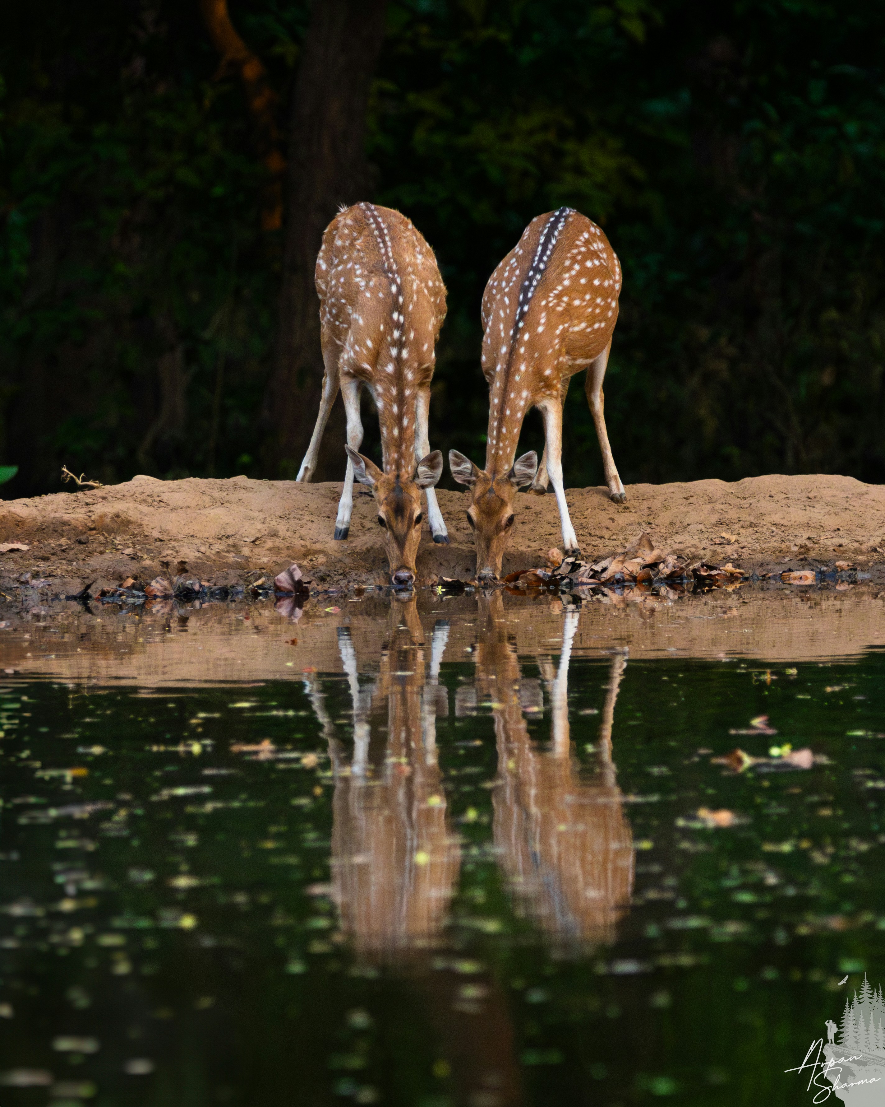 Dusk Duo: Twin Spotted Deer at the Water's Edge