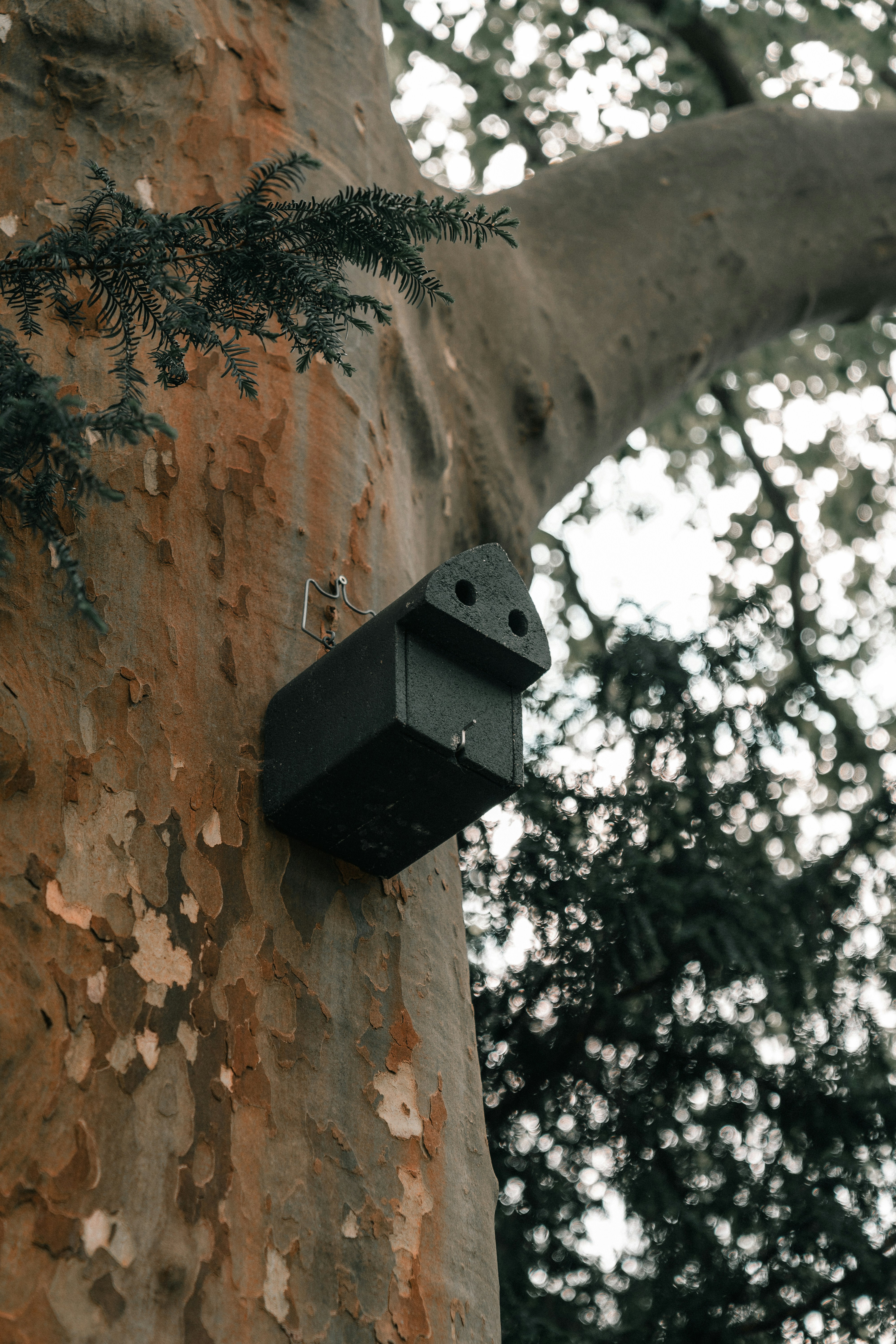 Peeling Bark, Quiet Sentinel: A Black Sensor Box Adorns a Forest Trunk