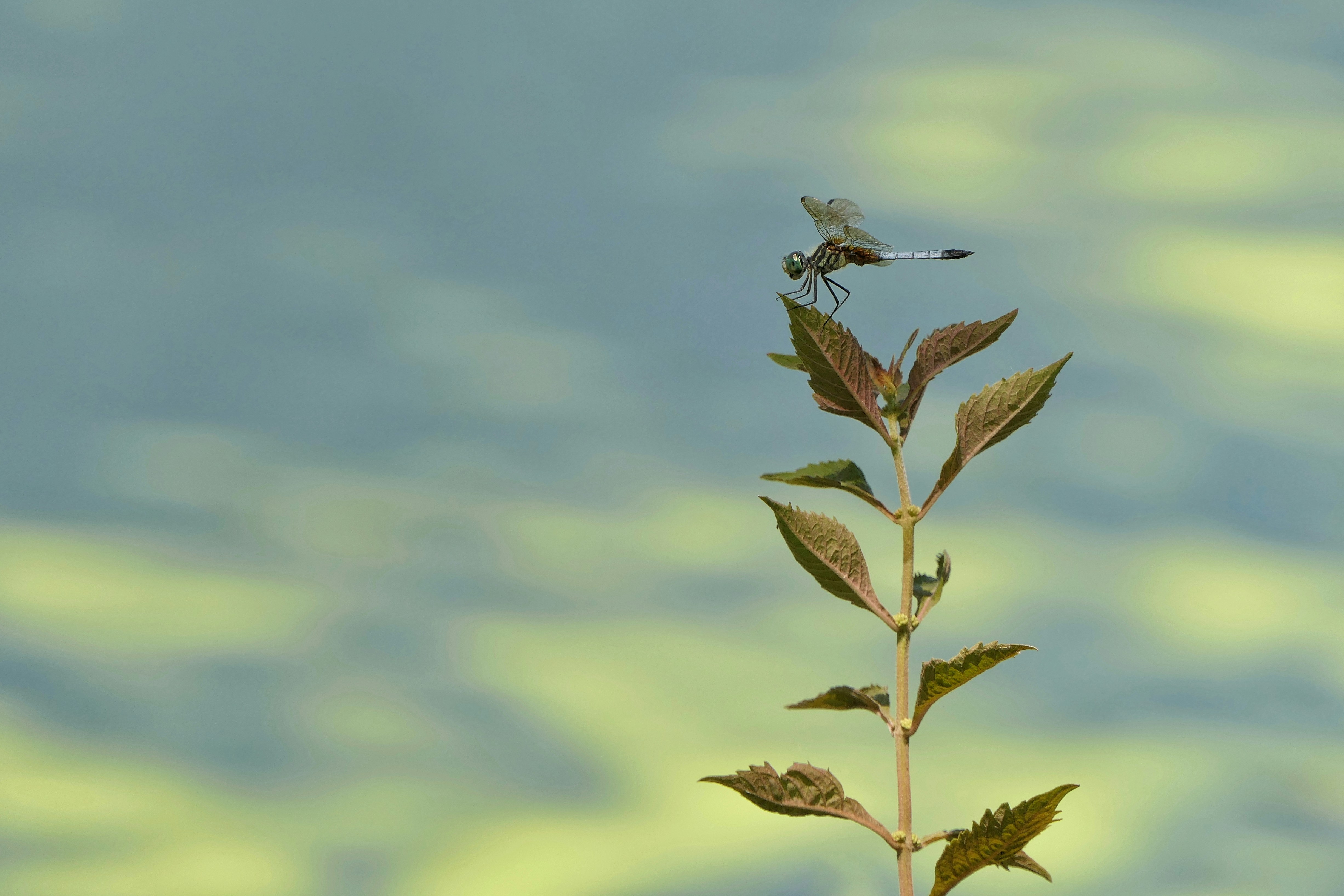 dragonfly perched on slender plant