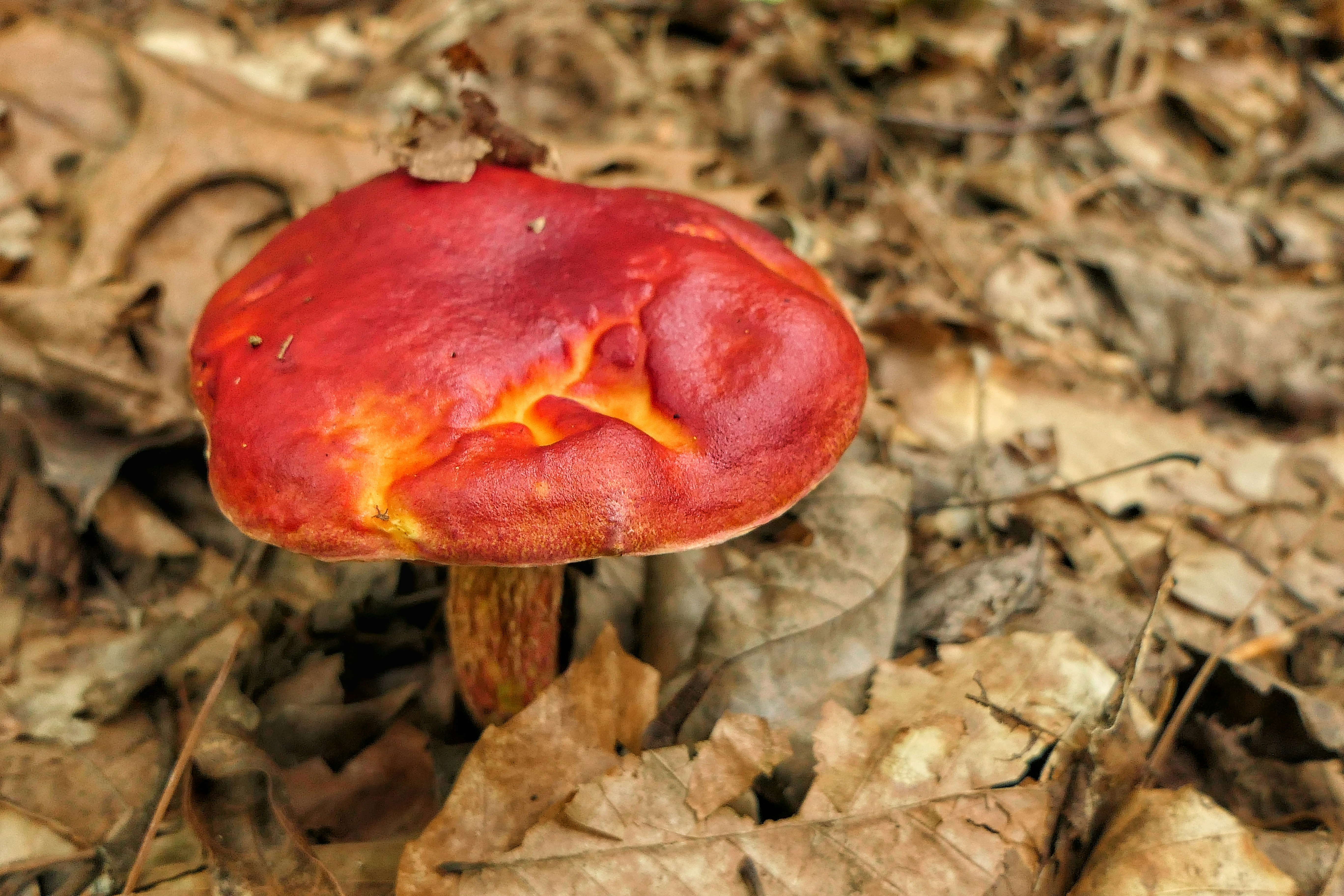 Scarlet-Capped Mushroom Anchored by Autumn Leaf Litter
