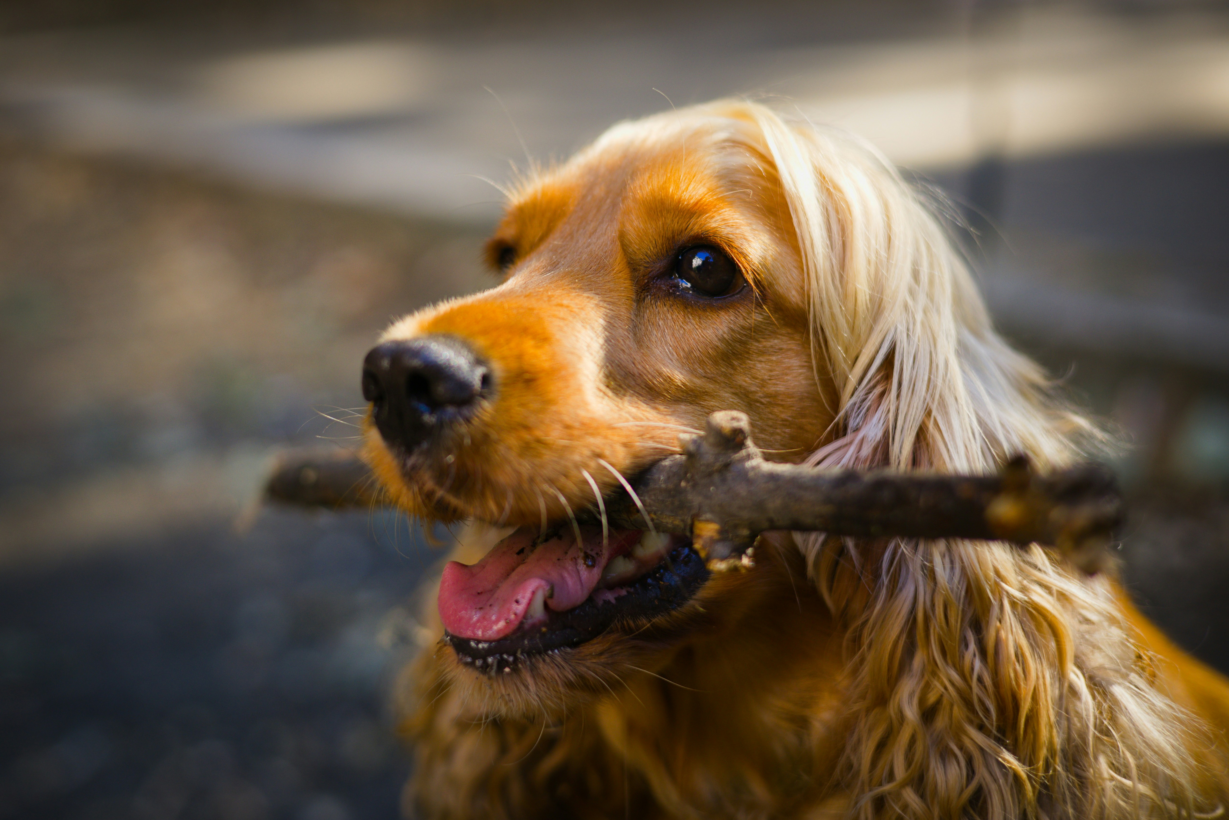 Golden Retriever’s Playful Gaze with a Sturdy Stick