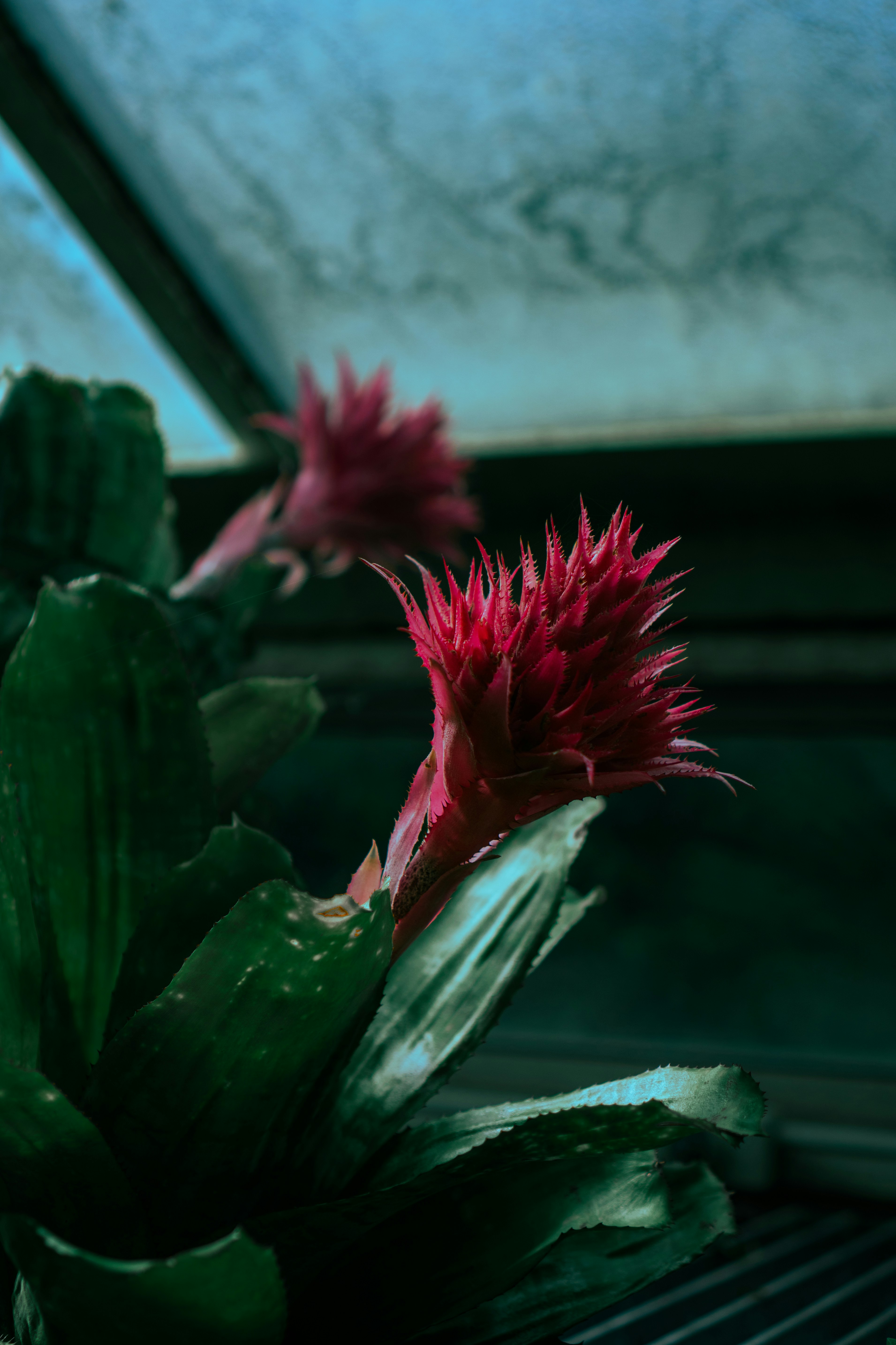 Crimson Bromeliad Bloom Against Teal Glasshouse Glow