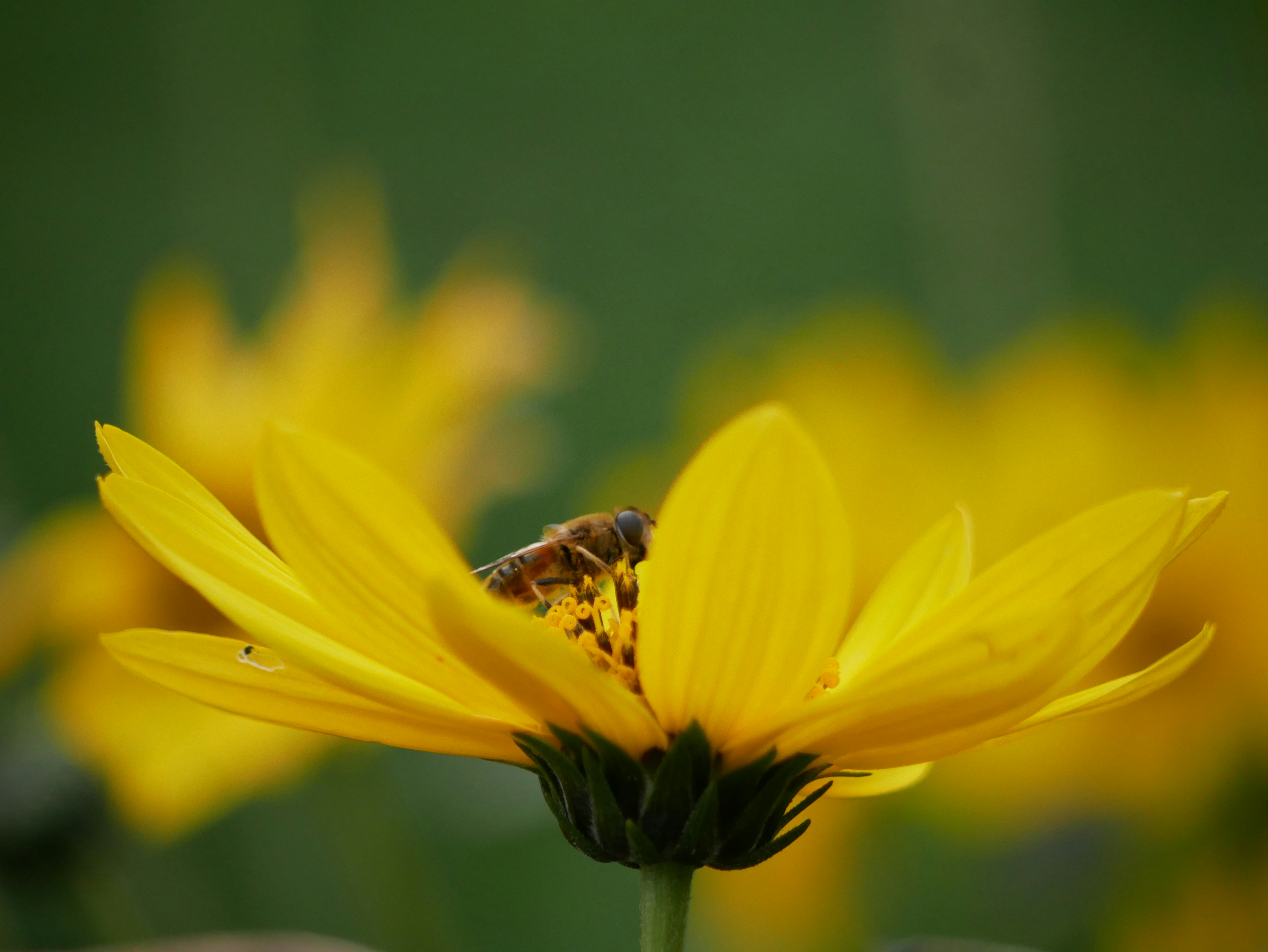 Caught the hard working pollinator while he was taking a lil break