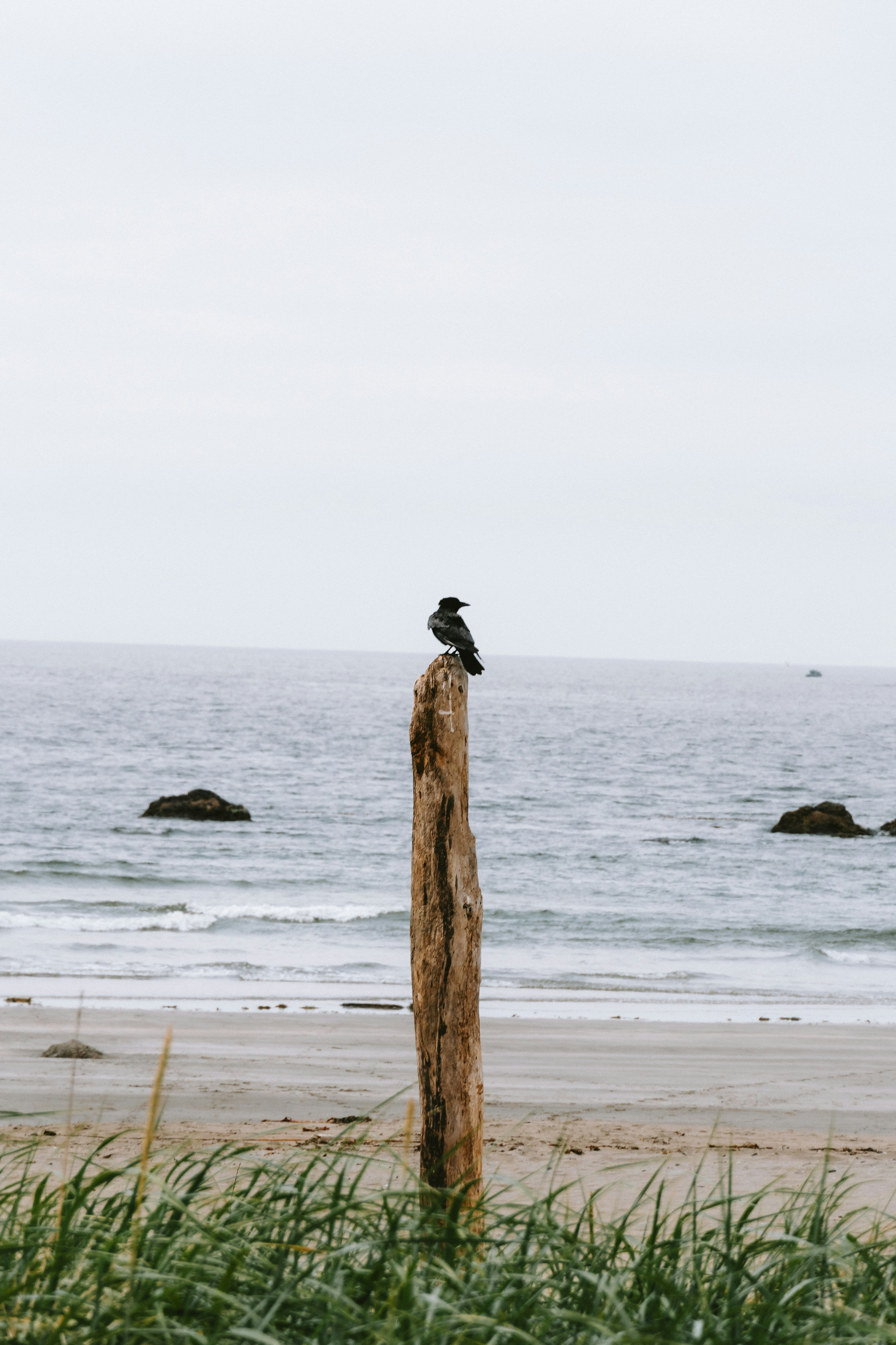 Silent Sentinel: A Crow Perched on Ocean's Edge