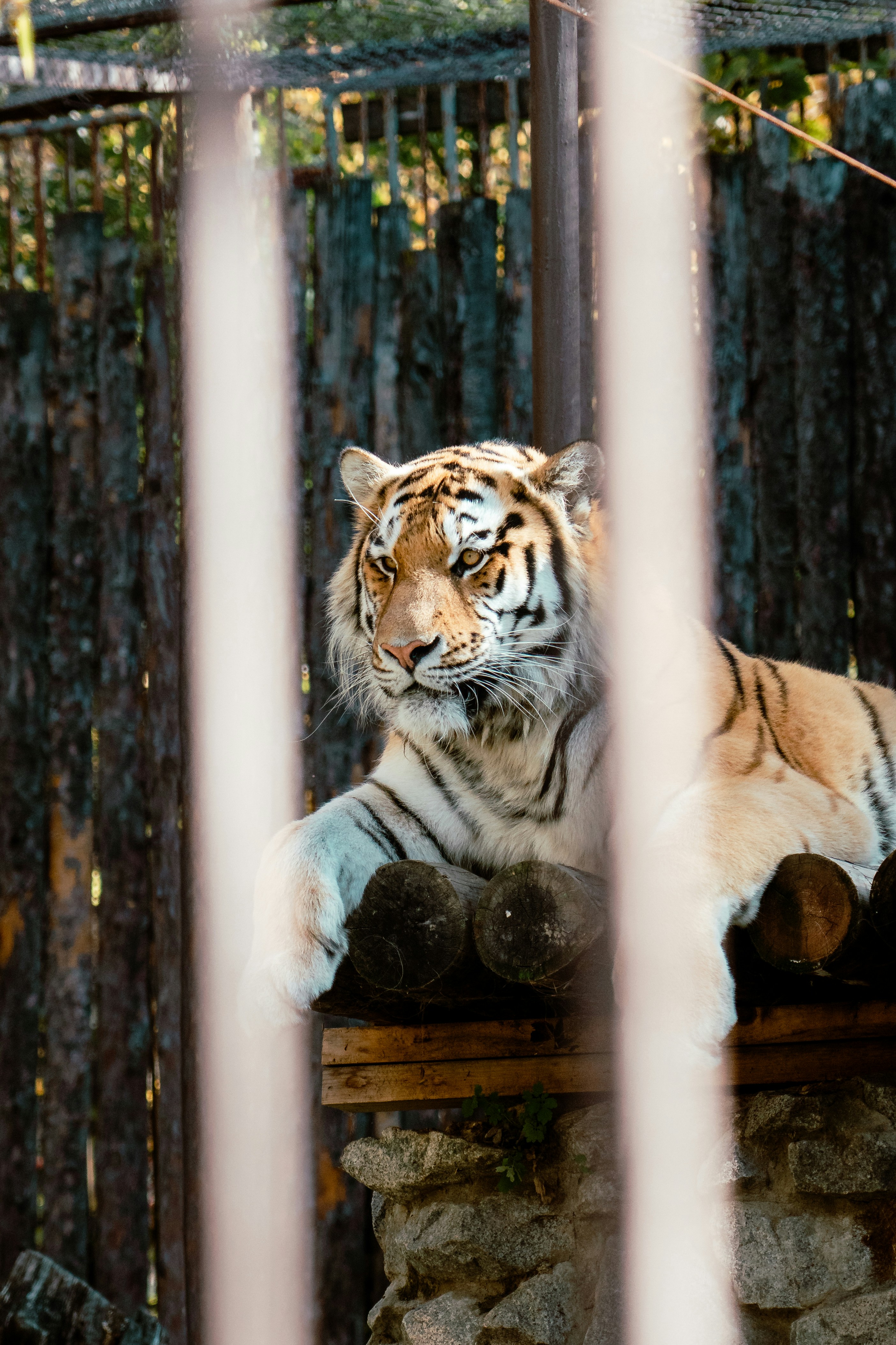 Majestic Watcher: The Regal Tiger's Gaze