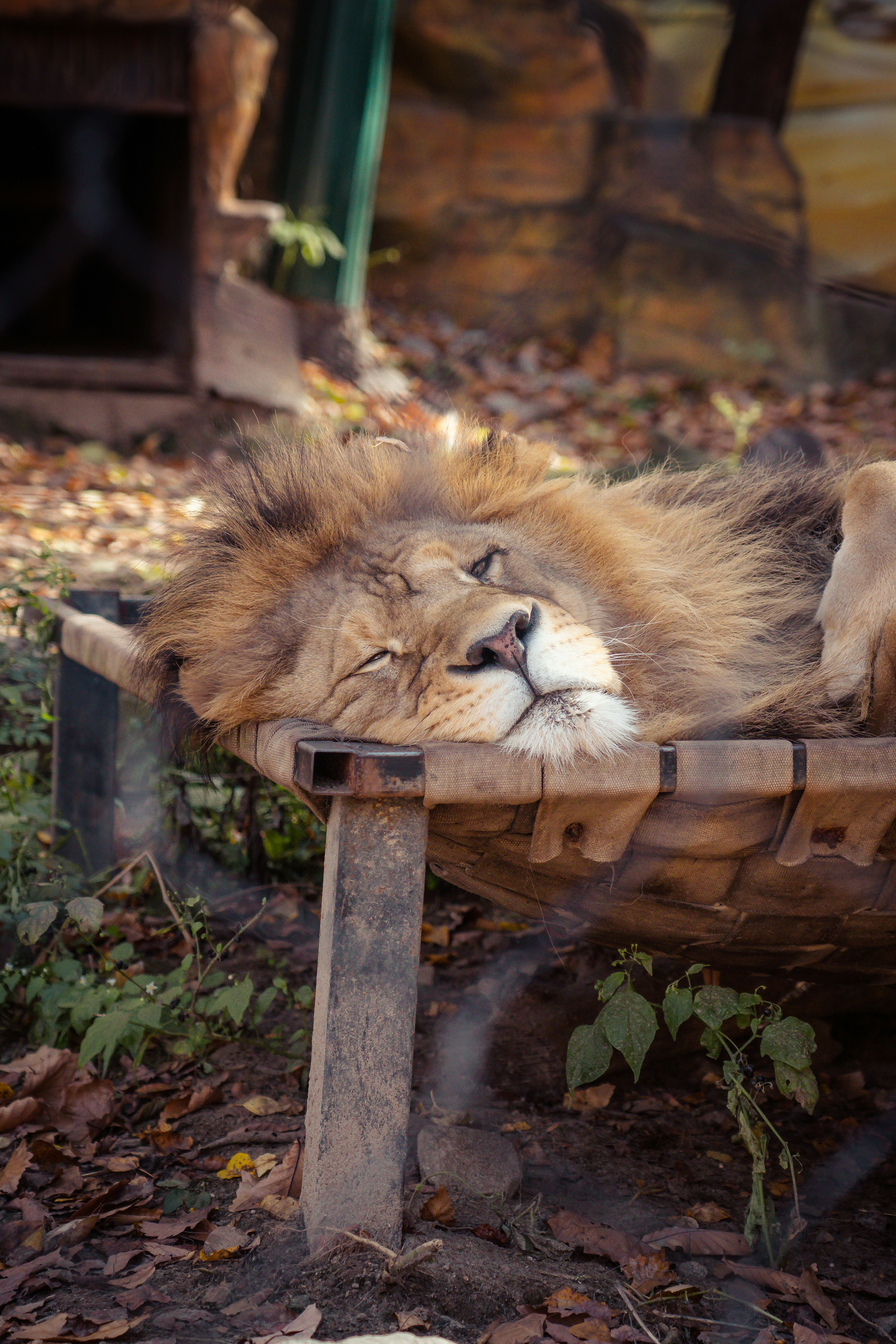 Reposed Monarch: A Lion's Nap on a Rustic Bed