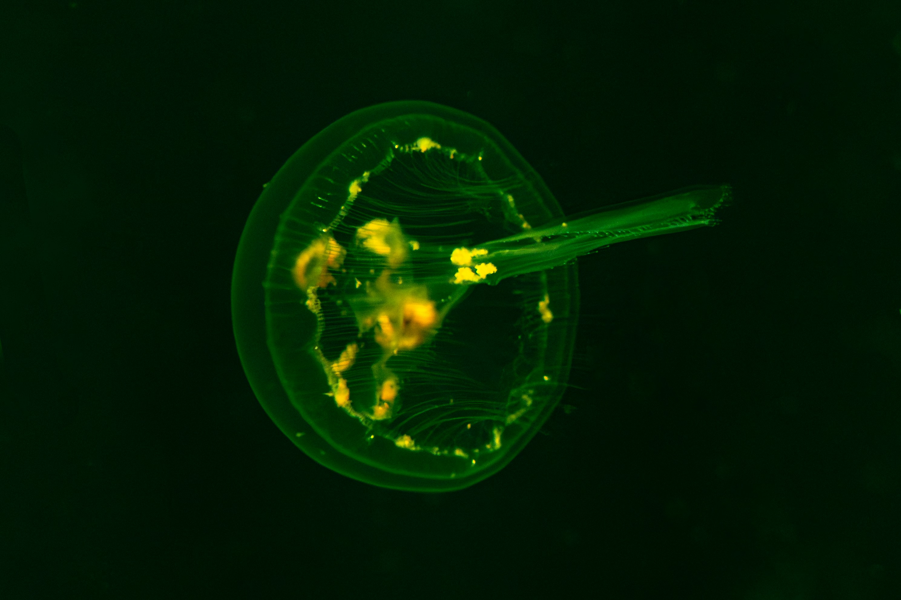 Luminous Green Mystery