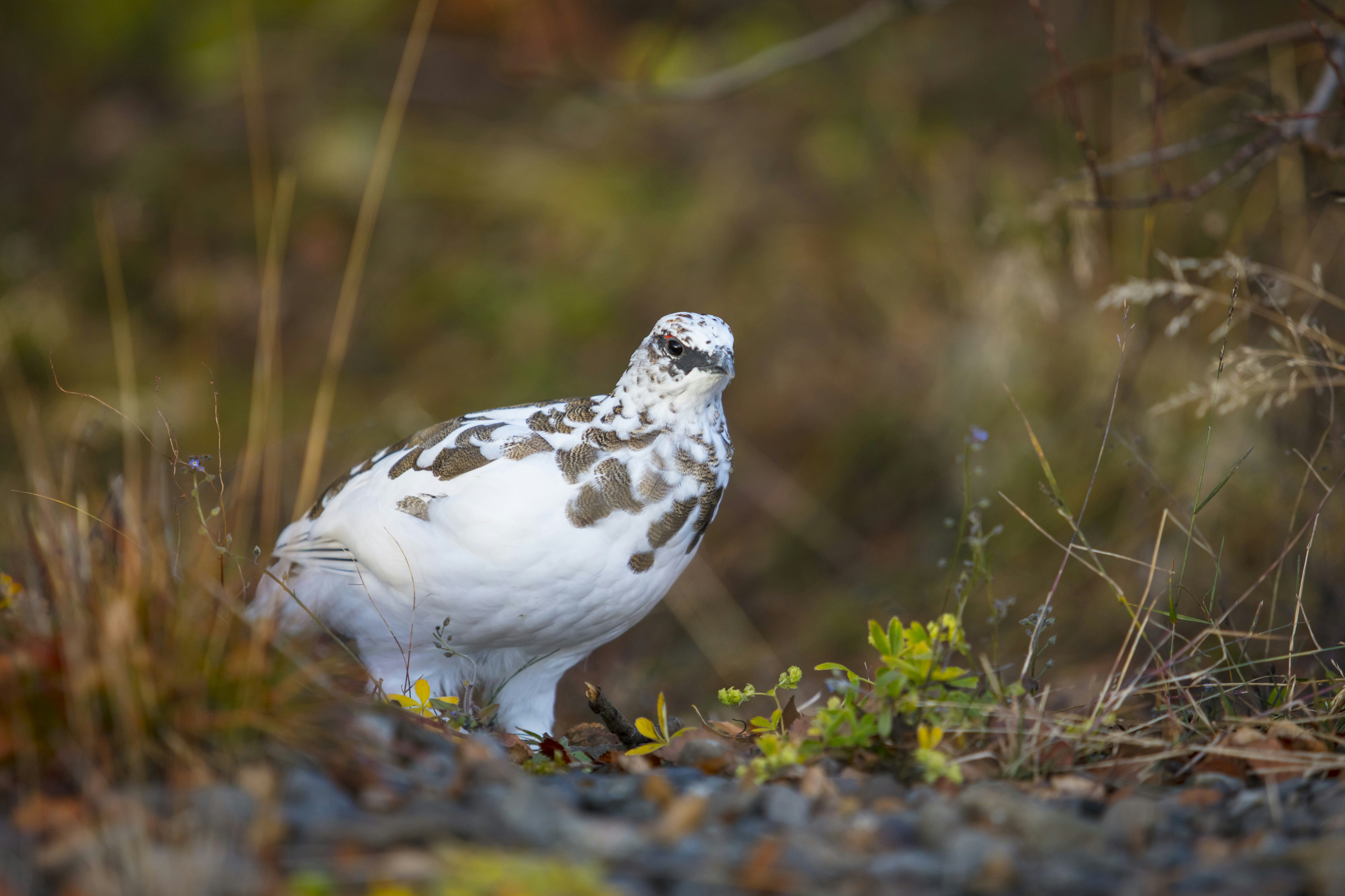 White-speckled Ground-dweller Peering Through Autumn Underbrush