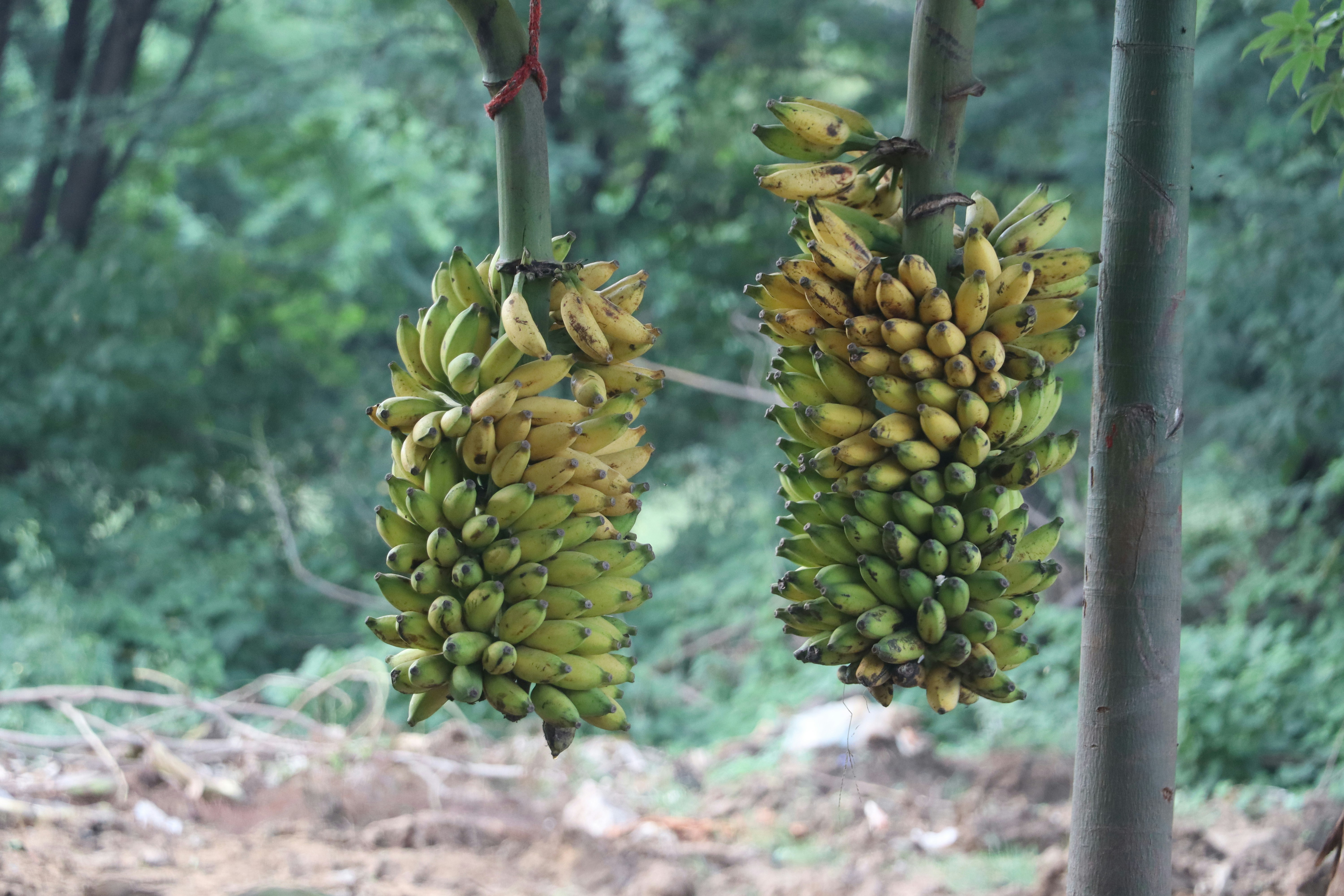 A bunch of bananas hanging from a tree