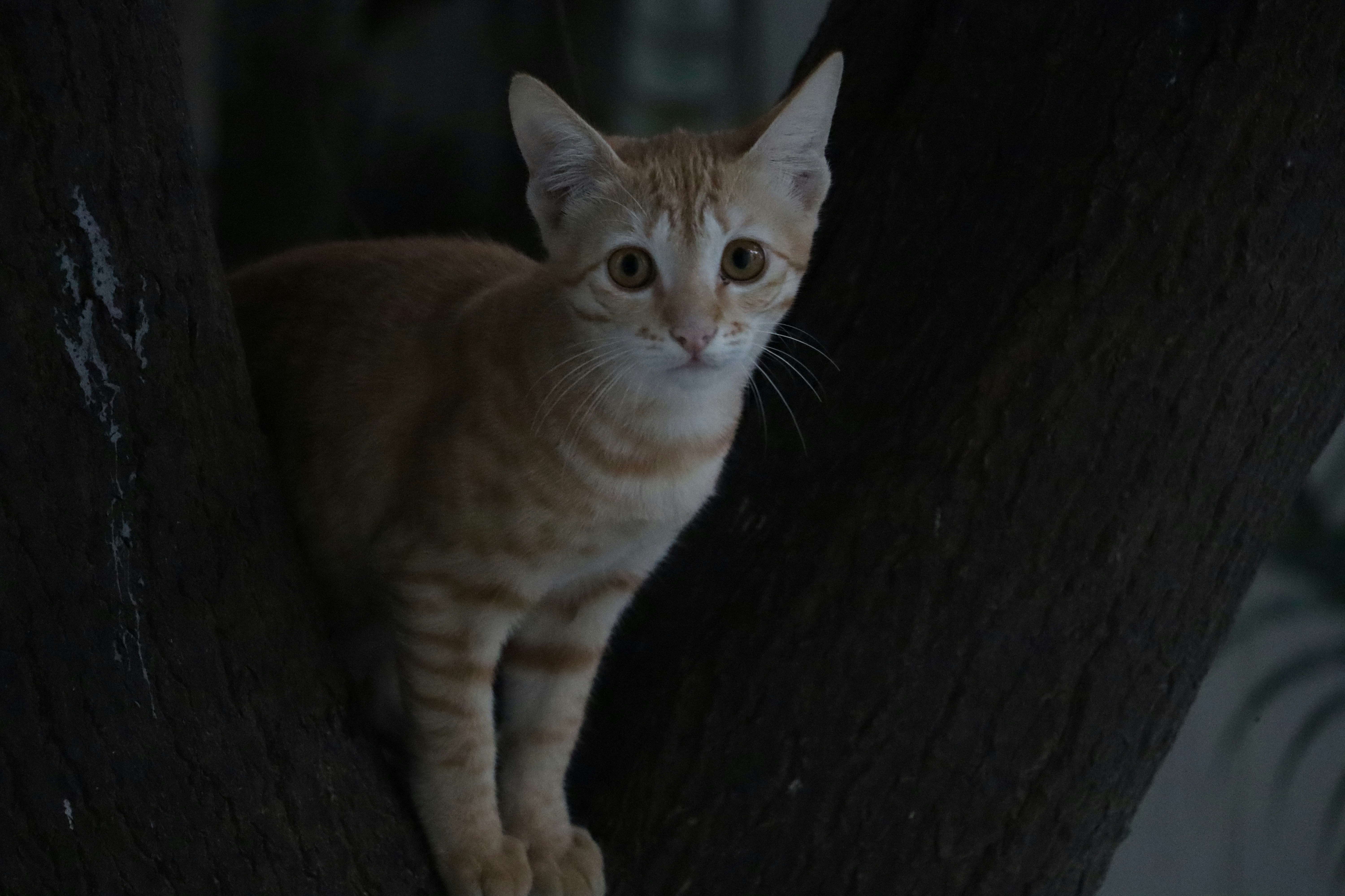 Whiskers in the Shadows