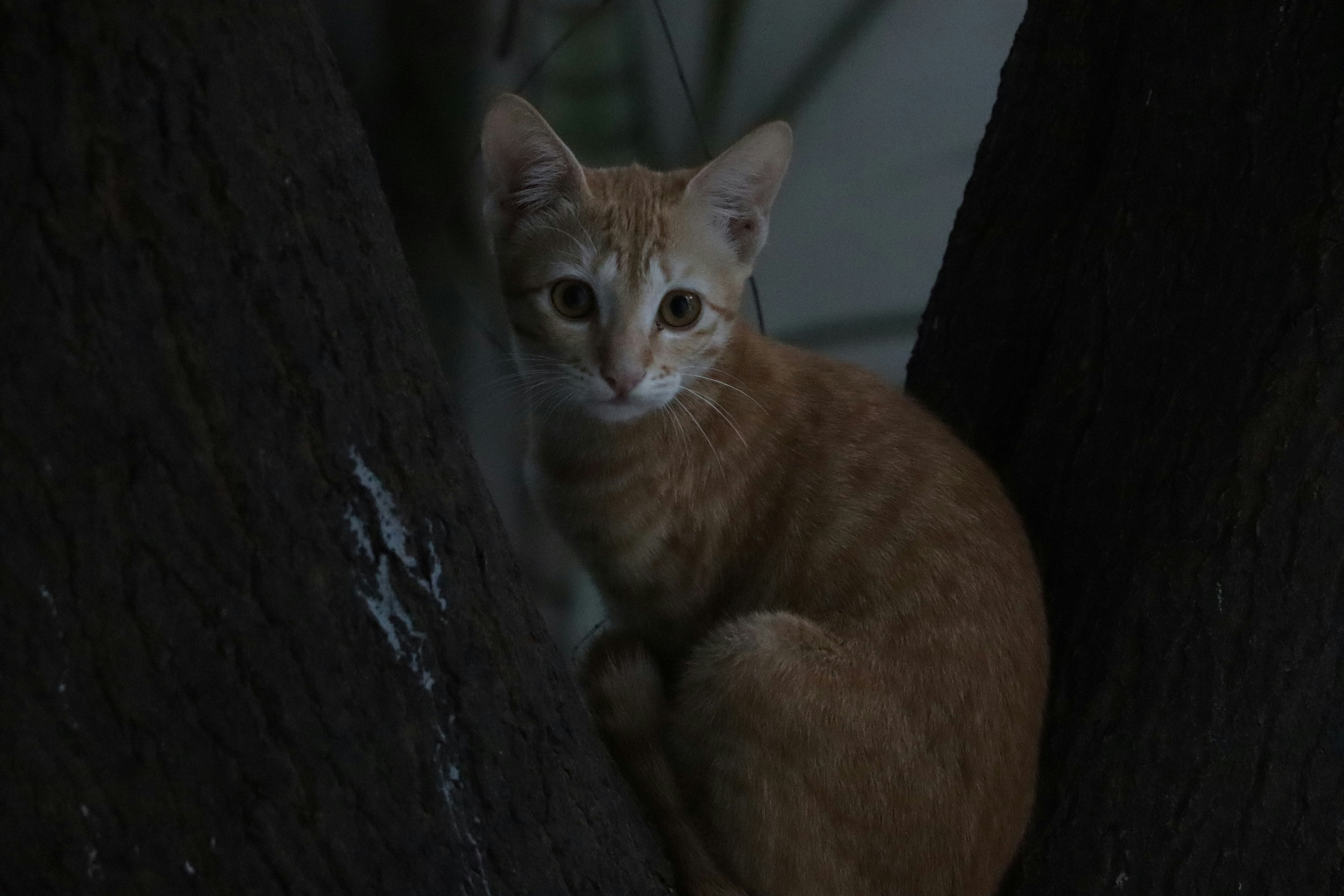 Photo by Aditya Sethia with Canon EOS M50 Mark II