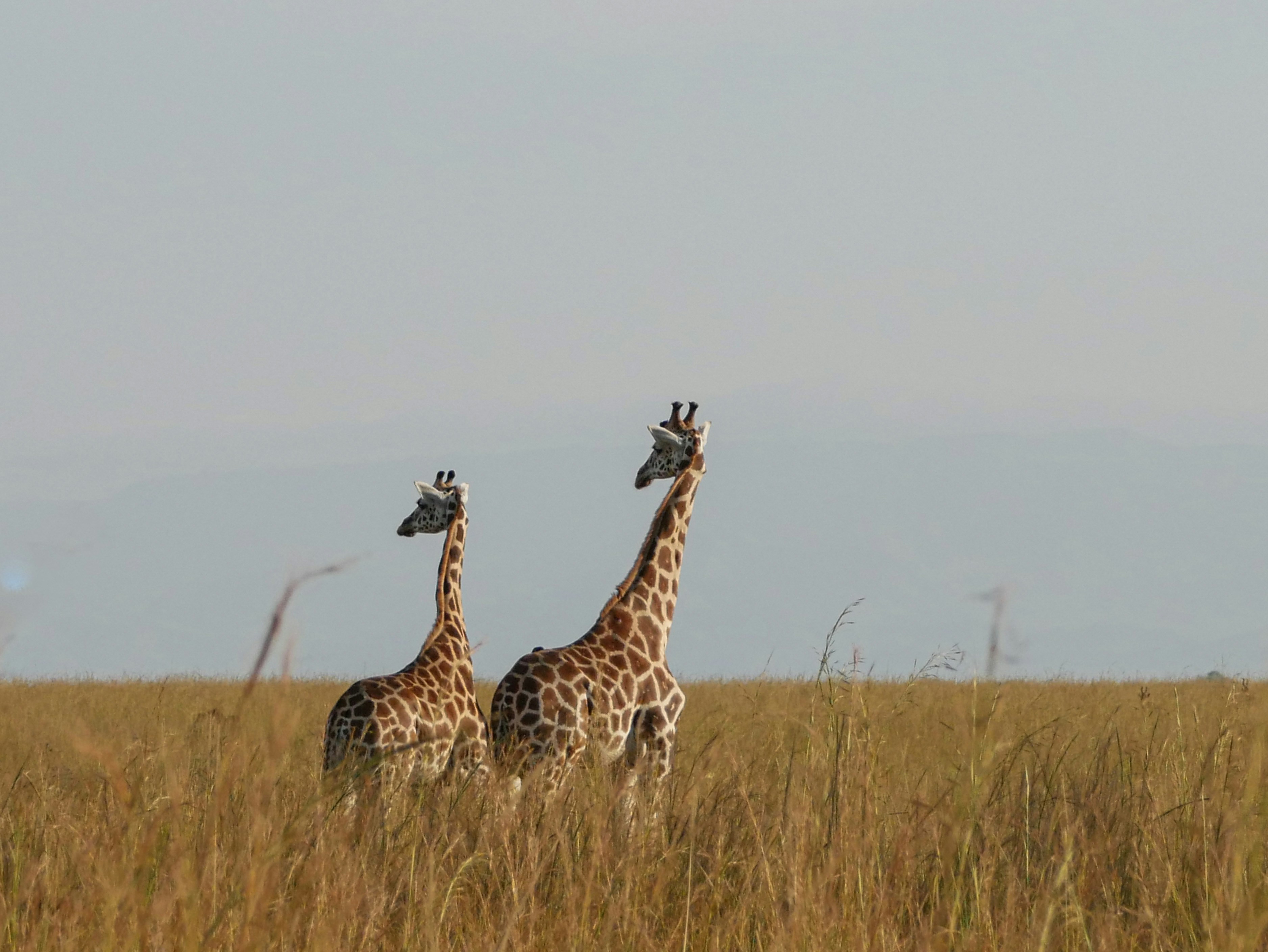 Two giraffes standing in a field of tall grass photo – Free Uganda ...