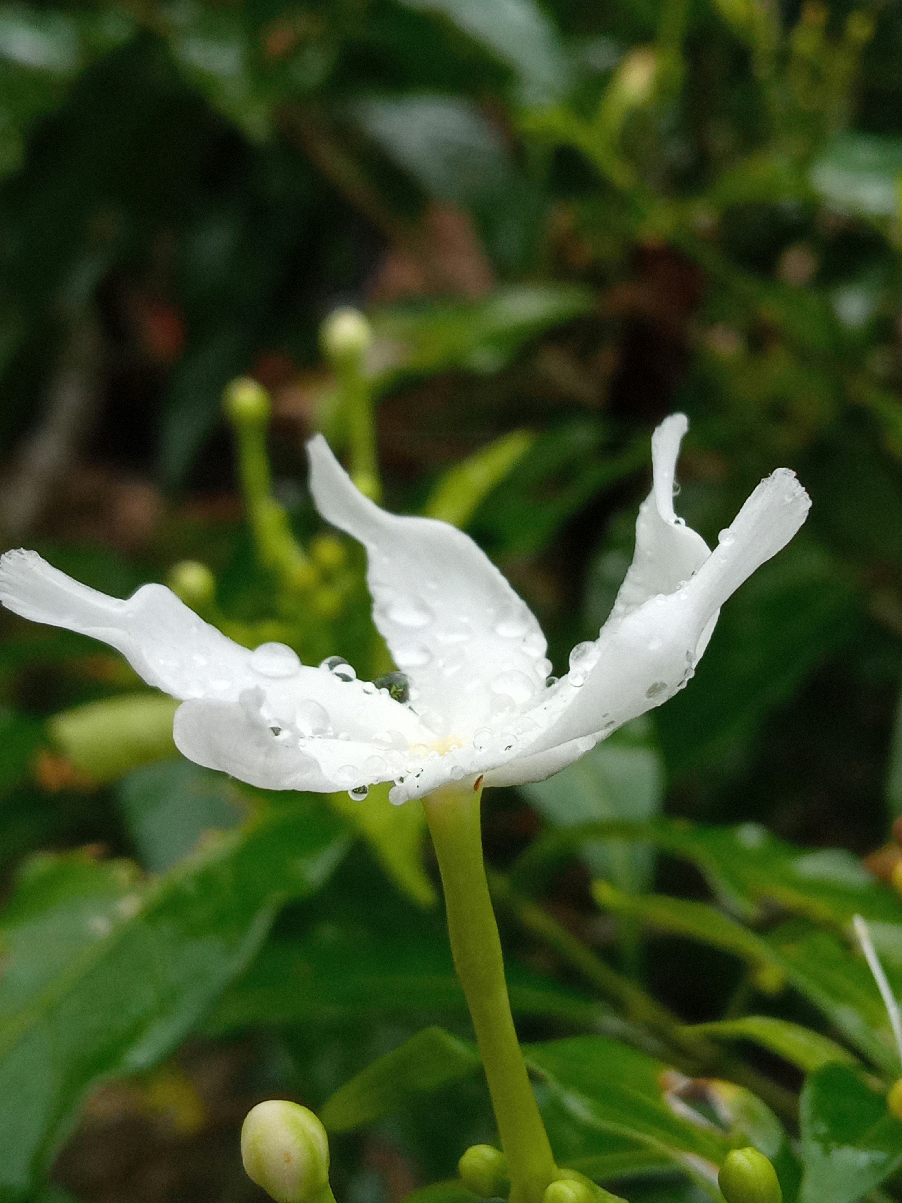 Flower photo with rain