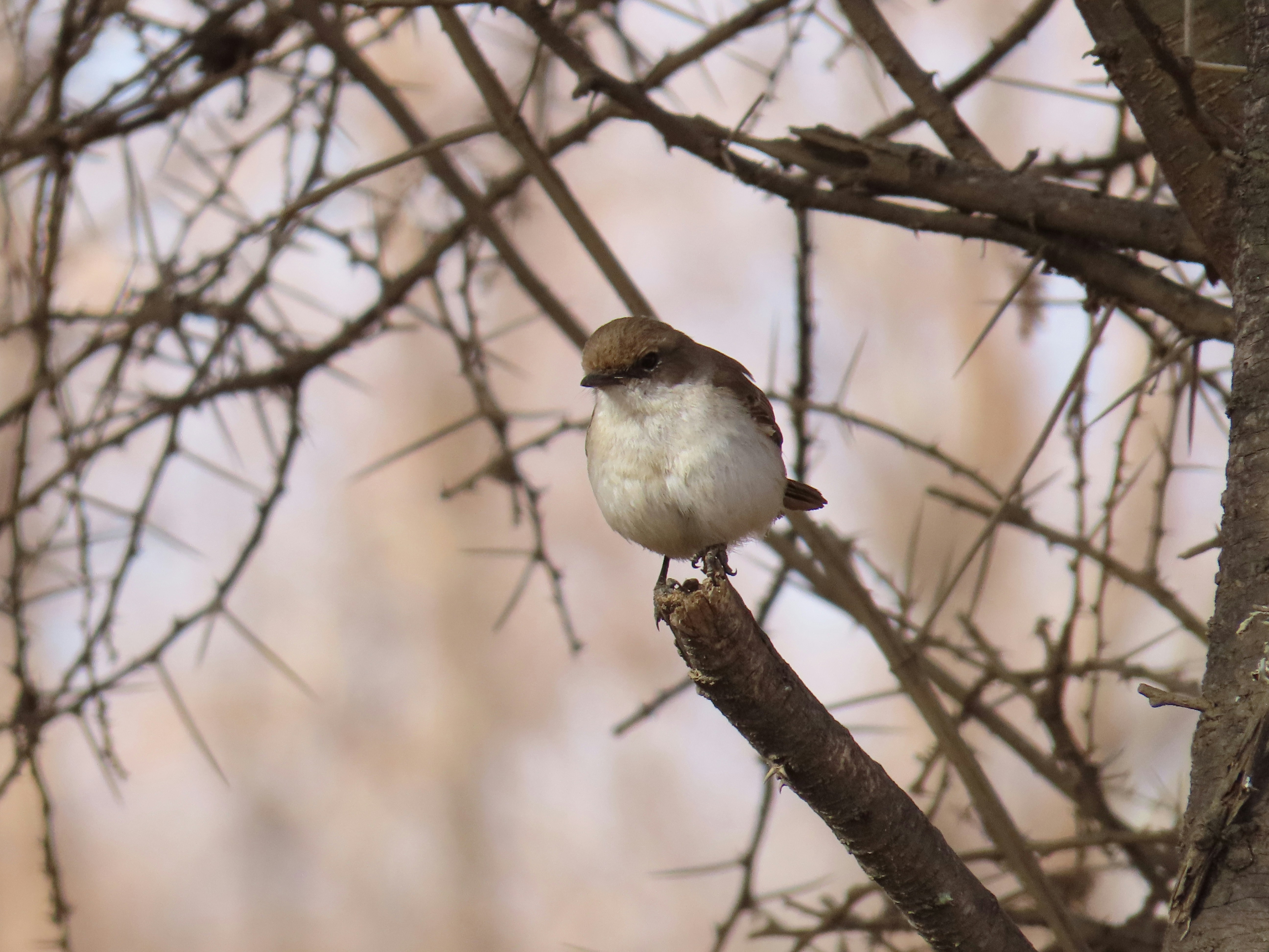 Perched Serenity Amidst Thorny Branches