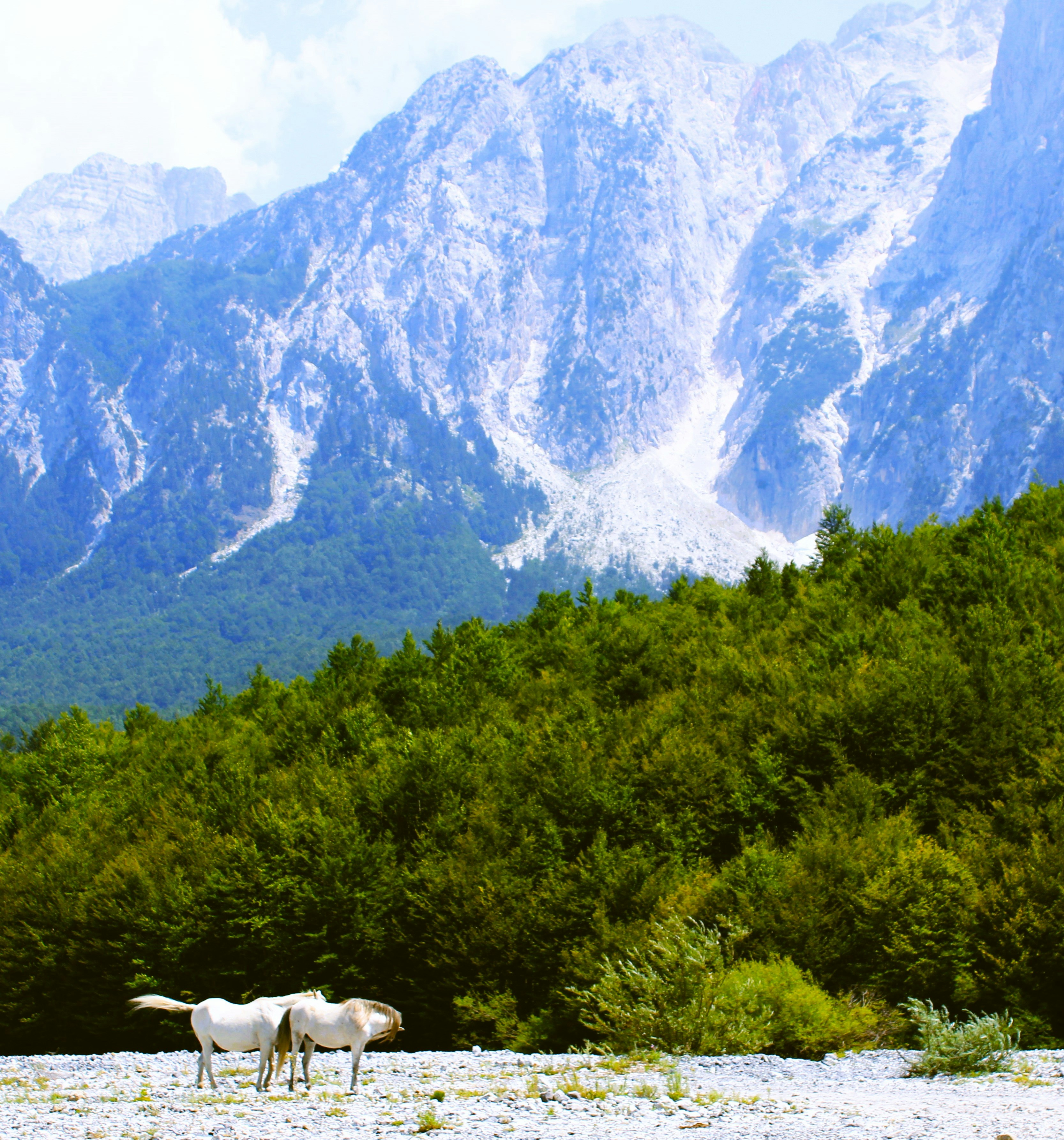Two White Horses Graze at a Pebble Riverbed Beneath Looming Alpine Peaks
